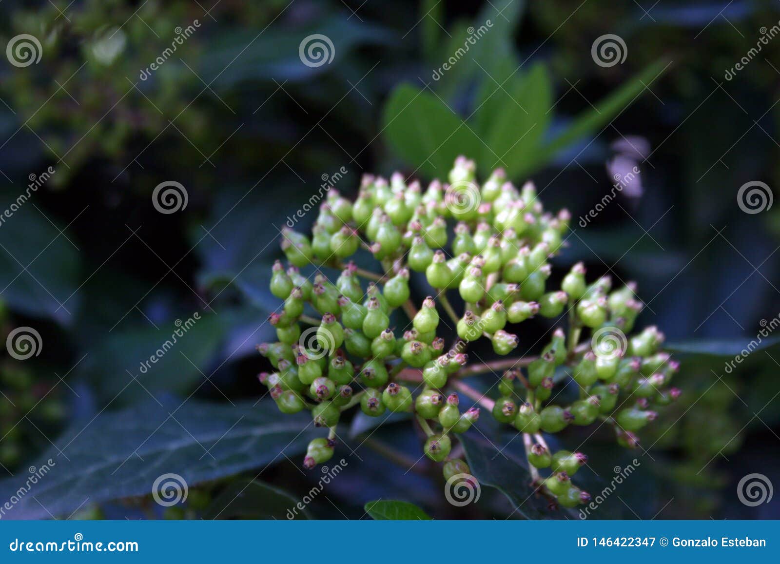 Macro of Green Berries in a Plant Stock Image - Image of macro, berry ...