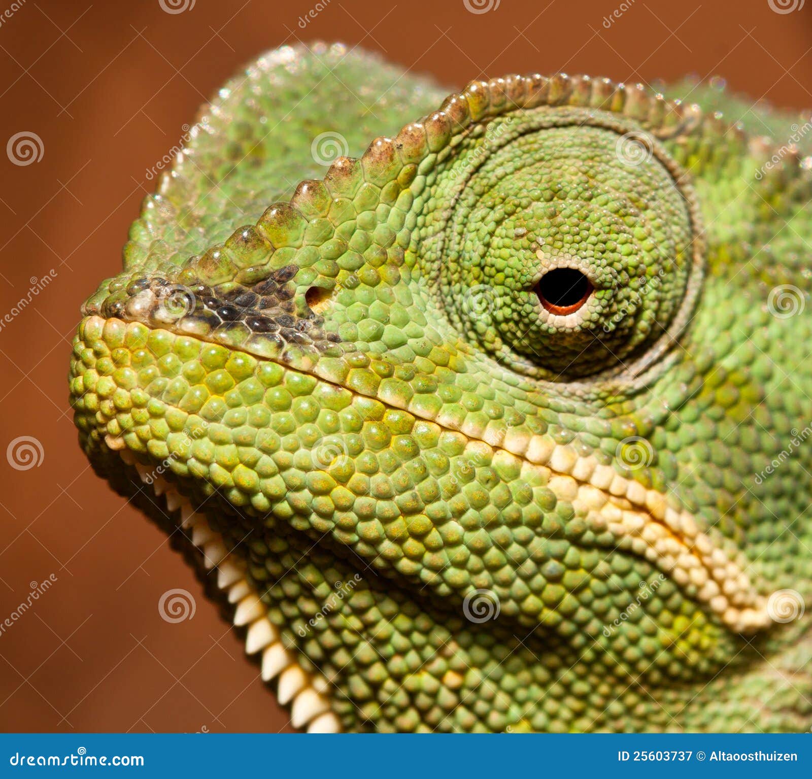 Cameleon Portrait Stock Photos - Free & Royalty-Free Stock Photos from ...