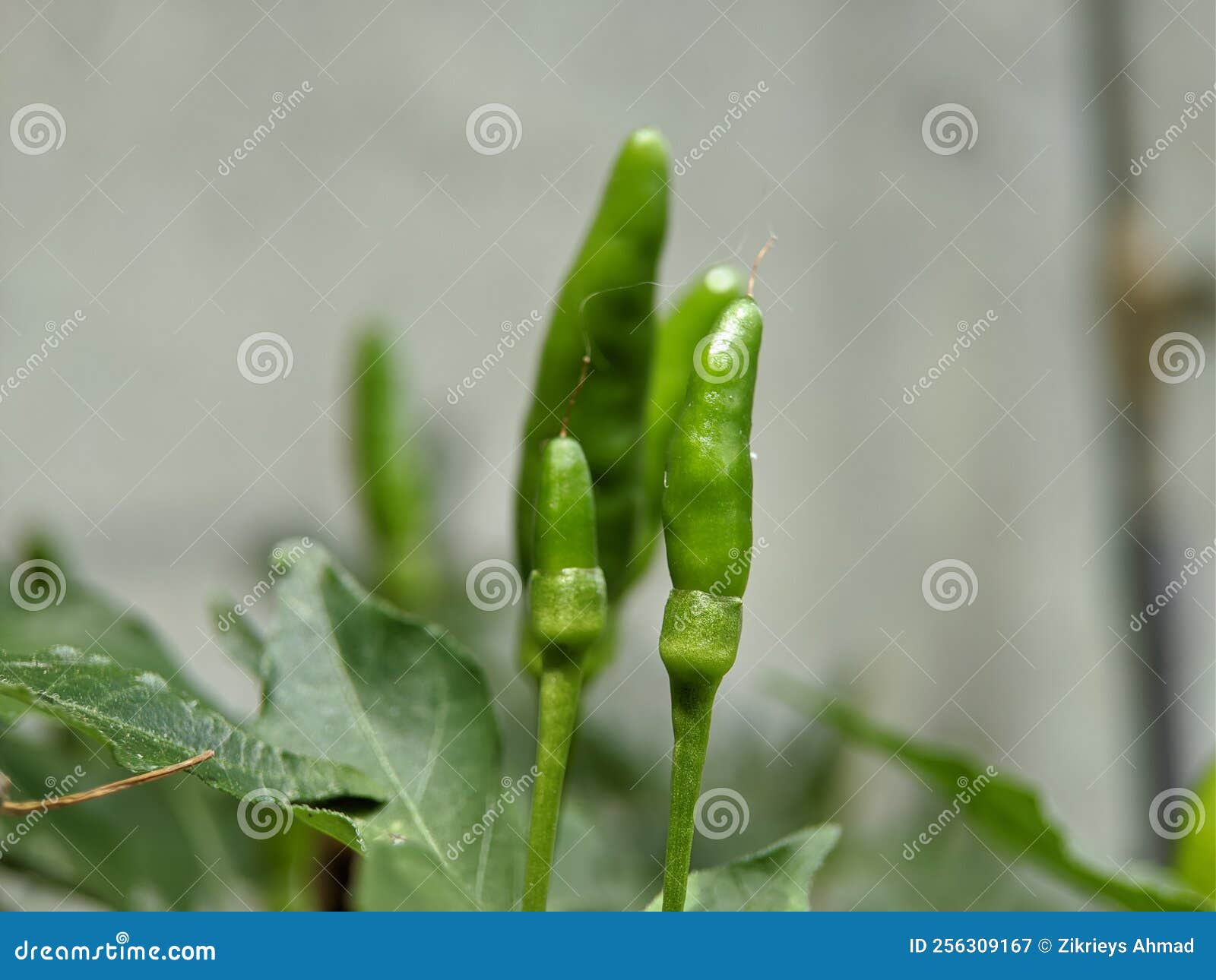 Macro of Green Chilli on the Tree Stock Image - Image of tree, chilli ...