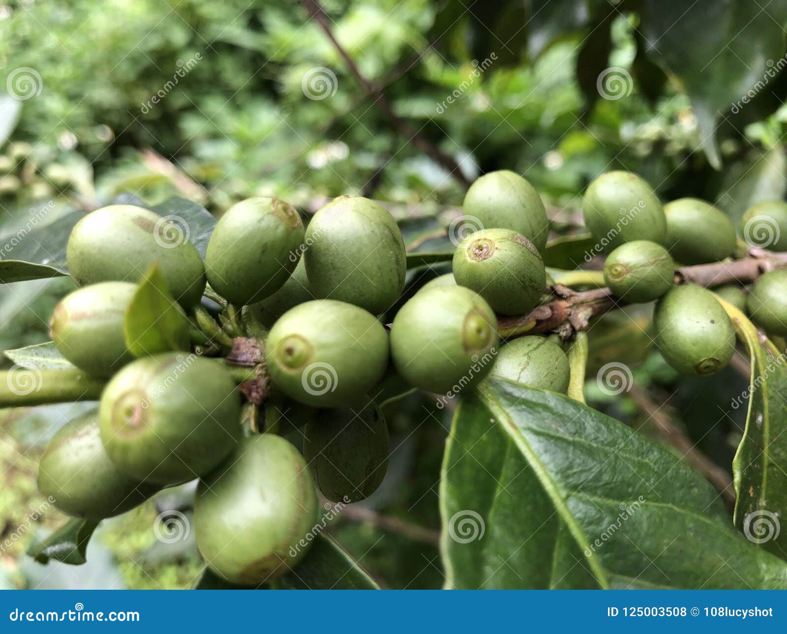 Macro of Green Coffee Berries Stock Photo - Image of green, berries ...