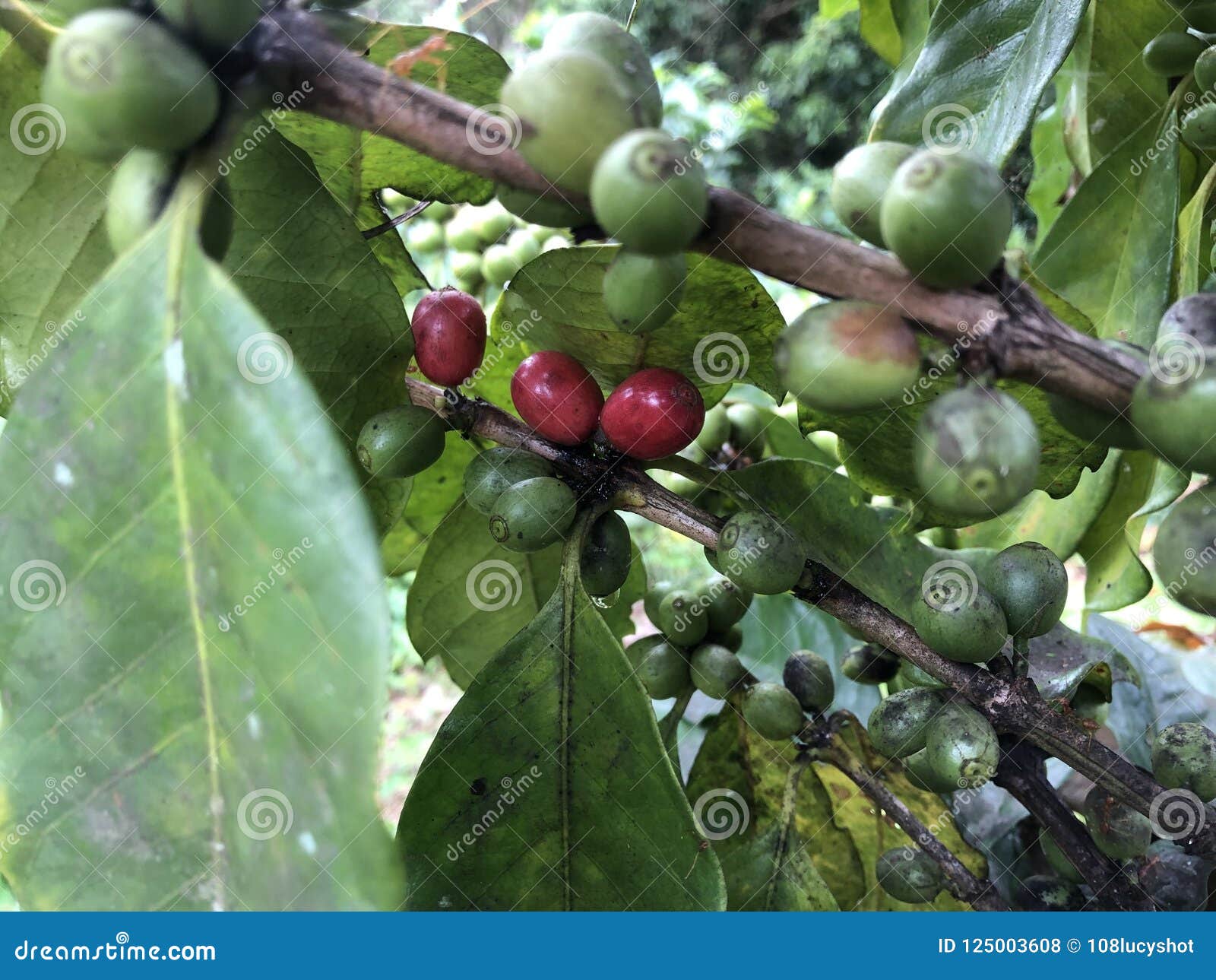 Macro of Green Coffee Berries Stock Photo - Image of green, macro ...