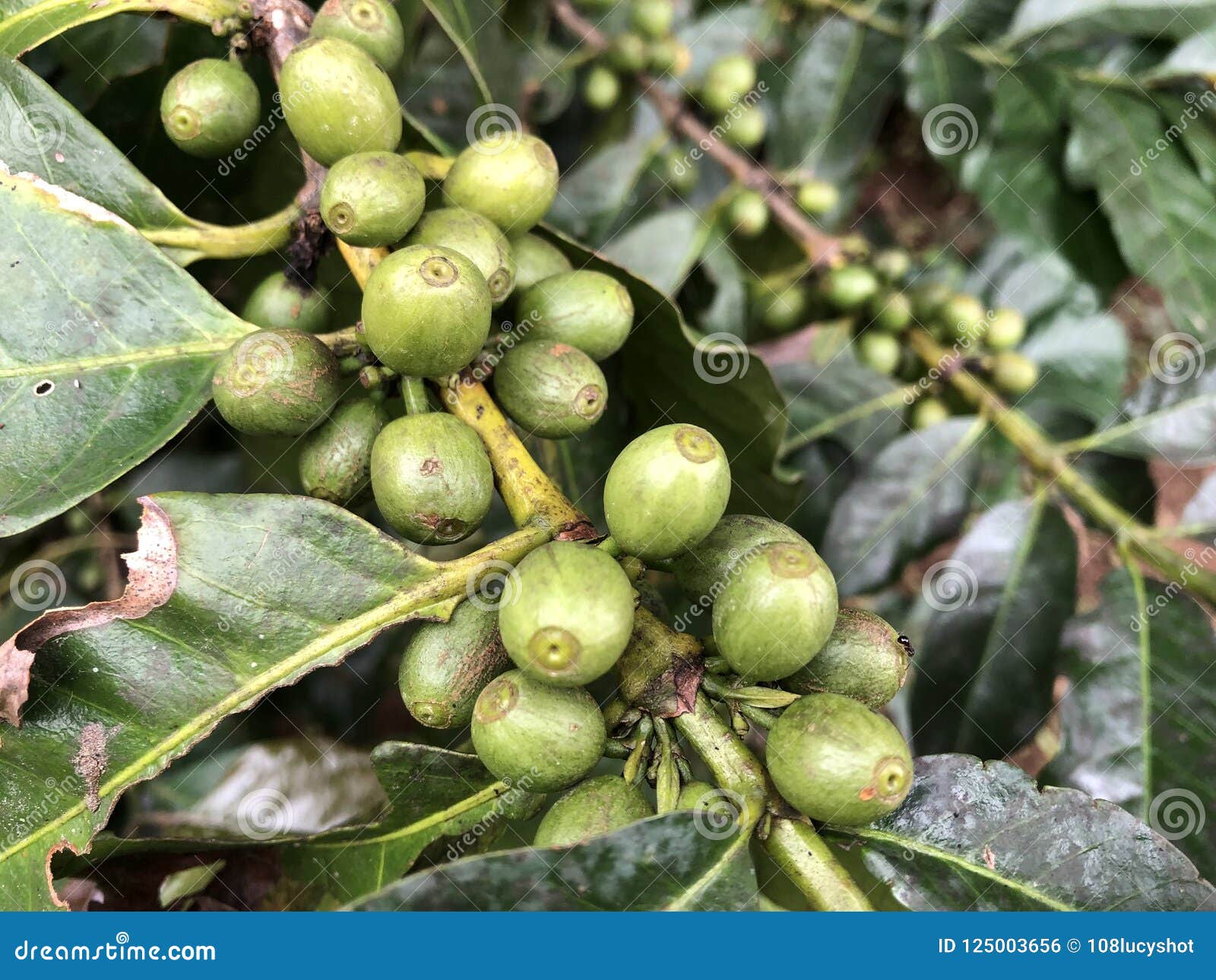 Macro of Green Coffee Berries Stock Photo - Image of berries, coffee ...