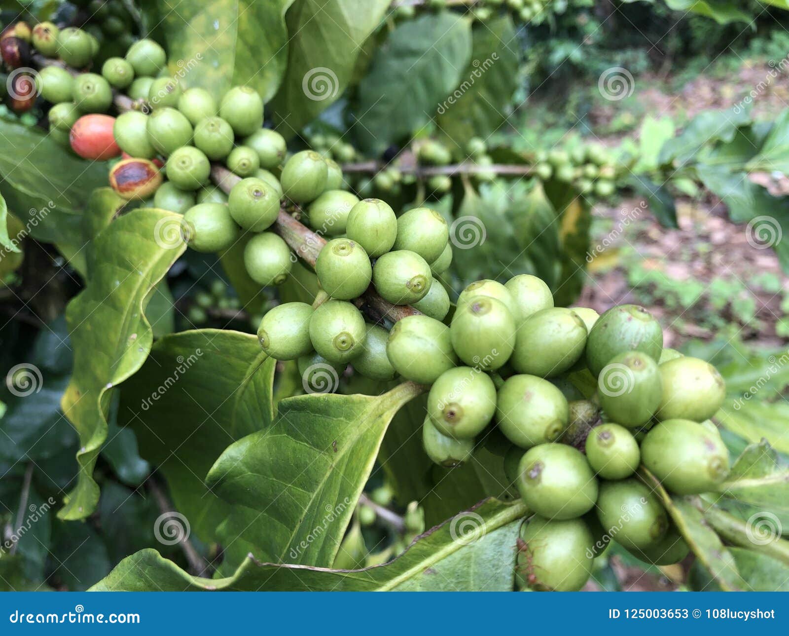 Macro of Green Coffee Berries Stock Image - Image of growing, coffee ...