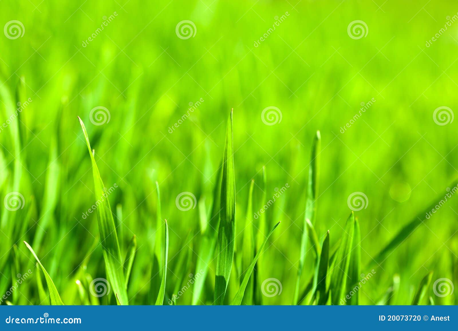 Macro of Green Corn Blades on Field Background Stock Photo - Image of ...