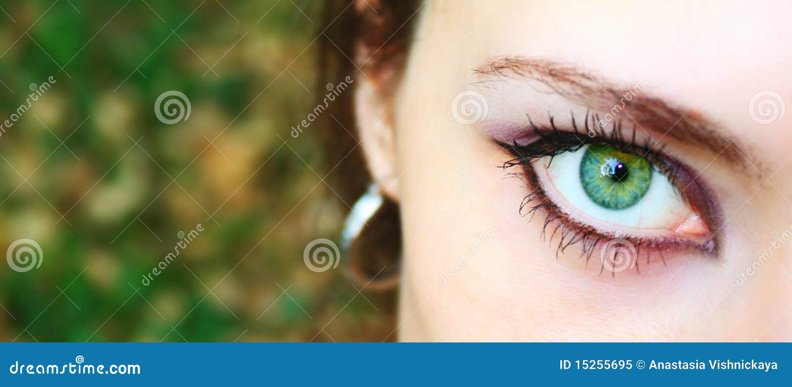 Macro Of Green And Silvery Pine Pinus Parviflora Glauca Needles ...