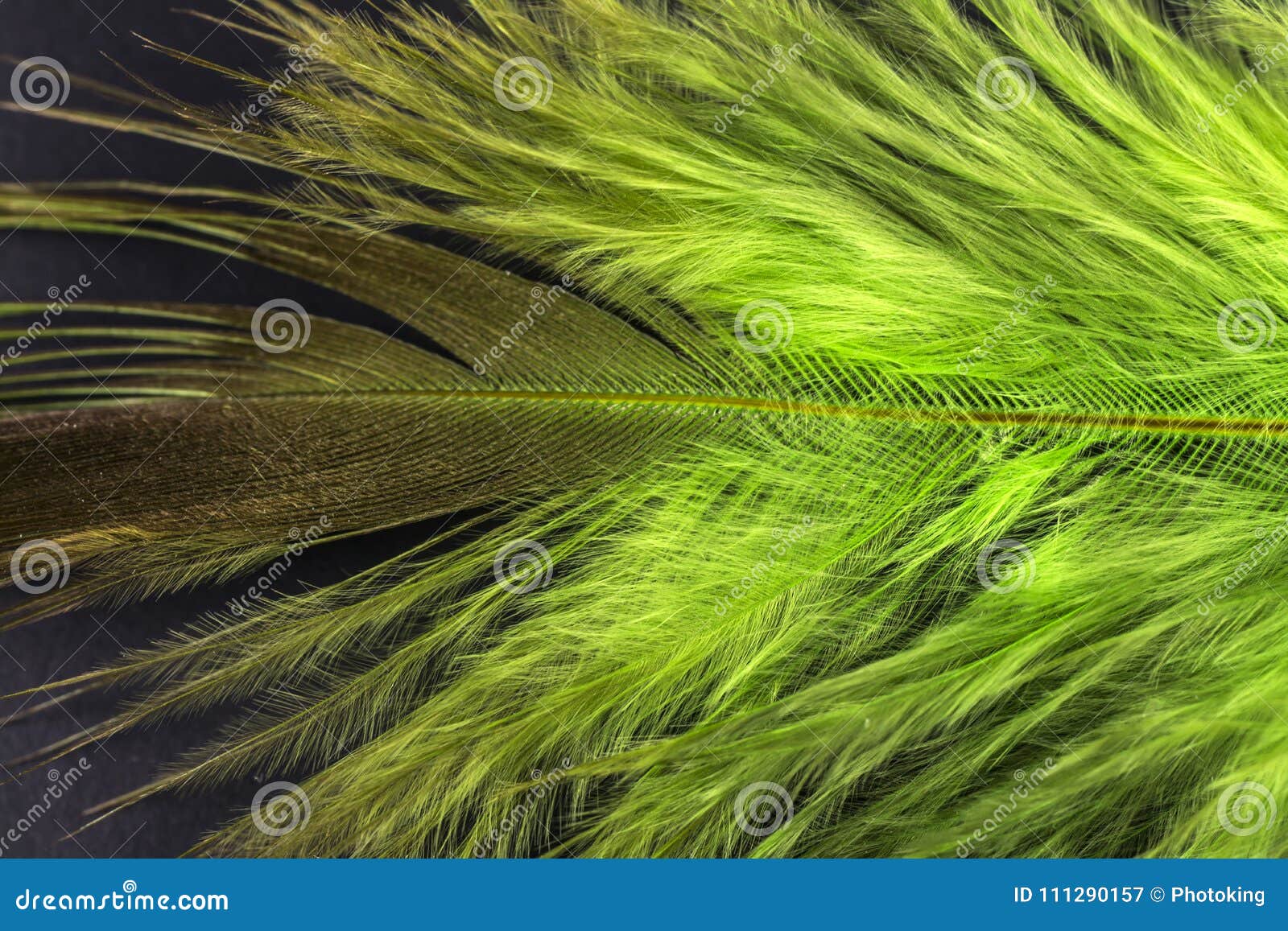 Green feather macro stock image. Image of feather, dial - 111290157