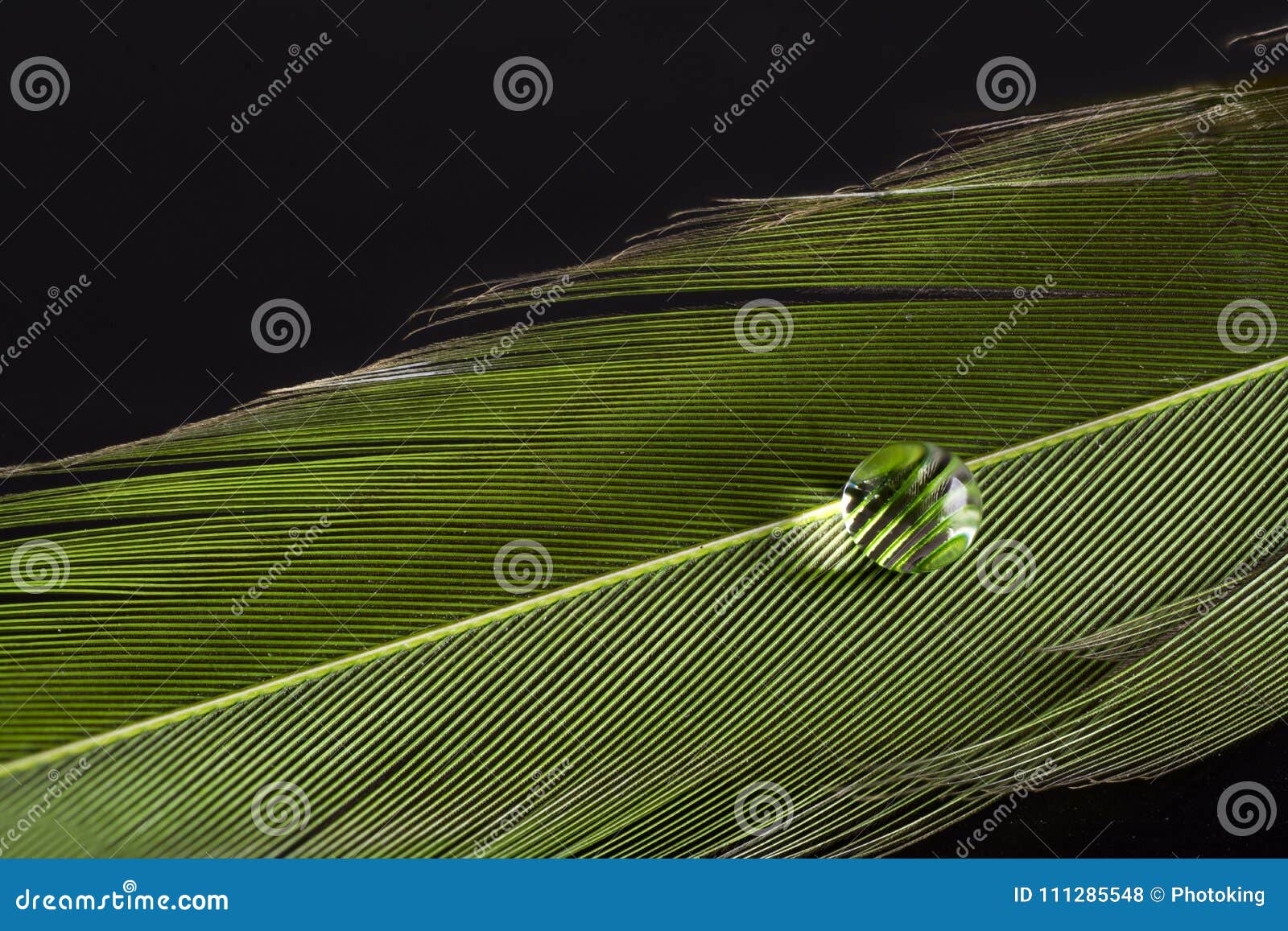 Green feather with drop stock photo. Image of background - 111285548