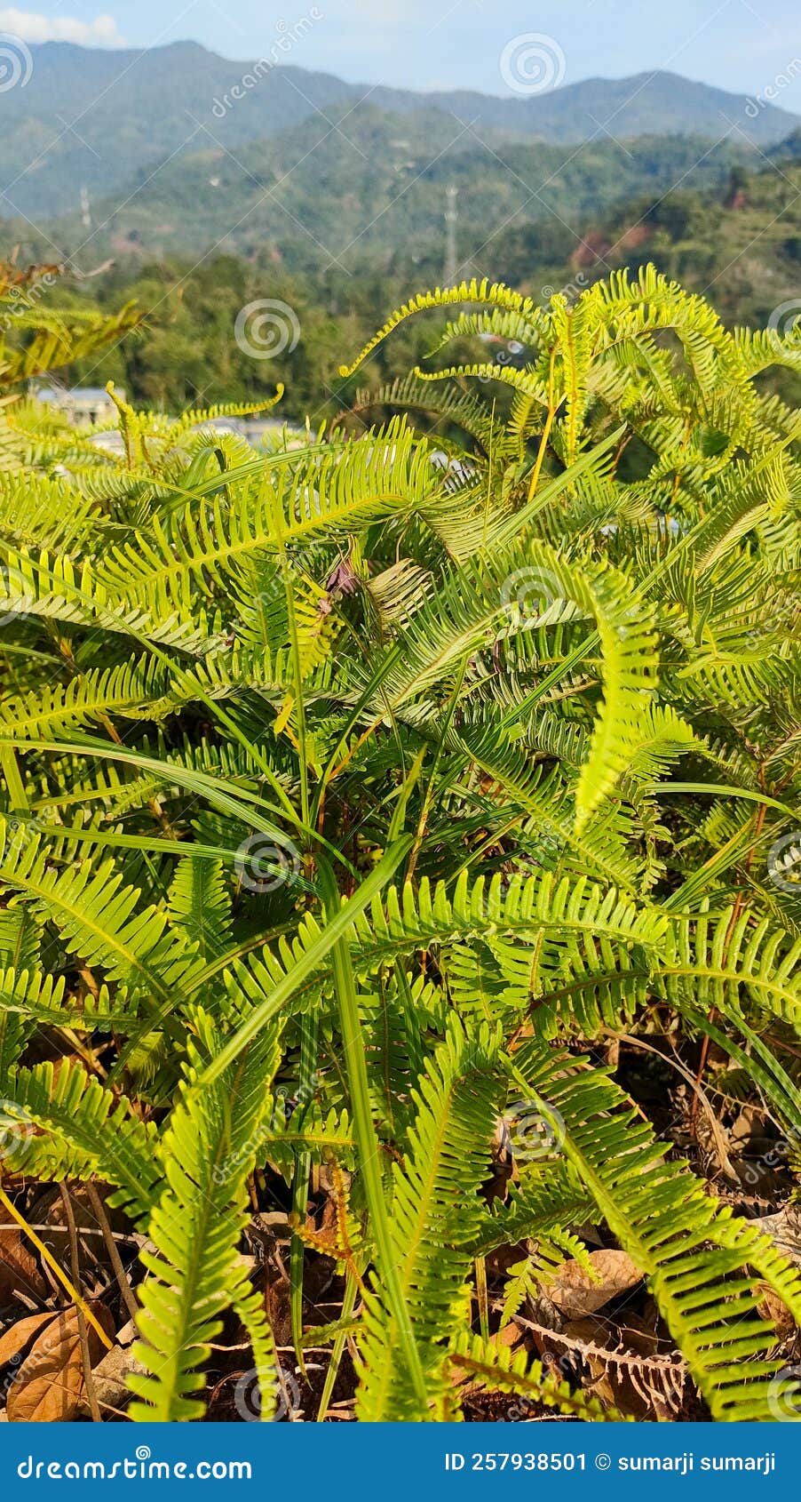 Macro of a Green Fern Growing on a Mountain Slope Stock Image - Image ...