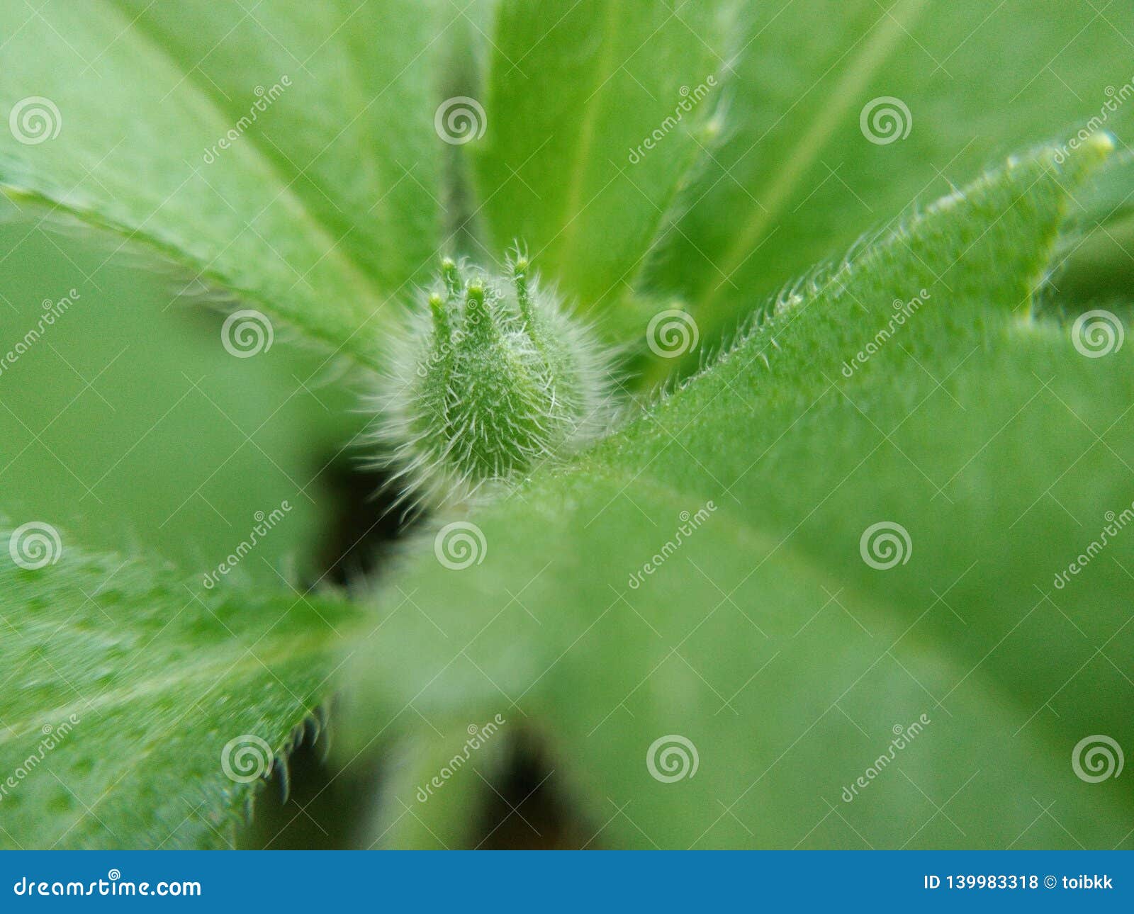 Macro Green Flower Bud of Weed Stock Photo - Image of green, wild ...