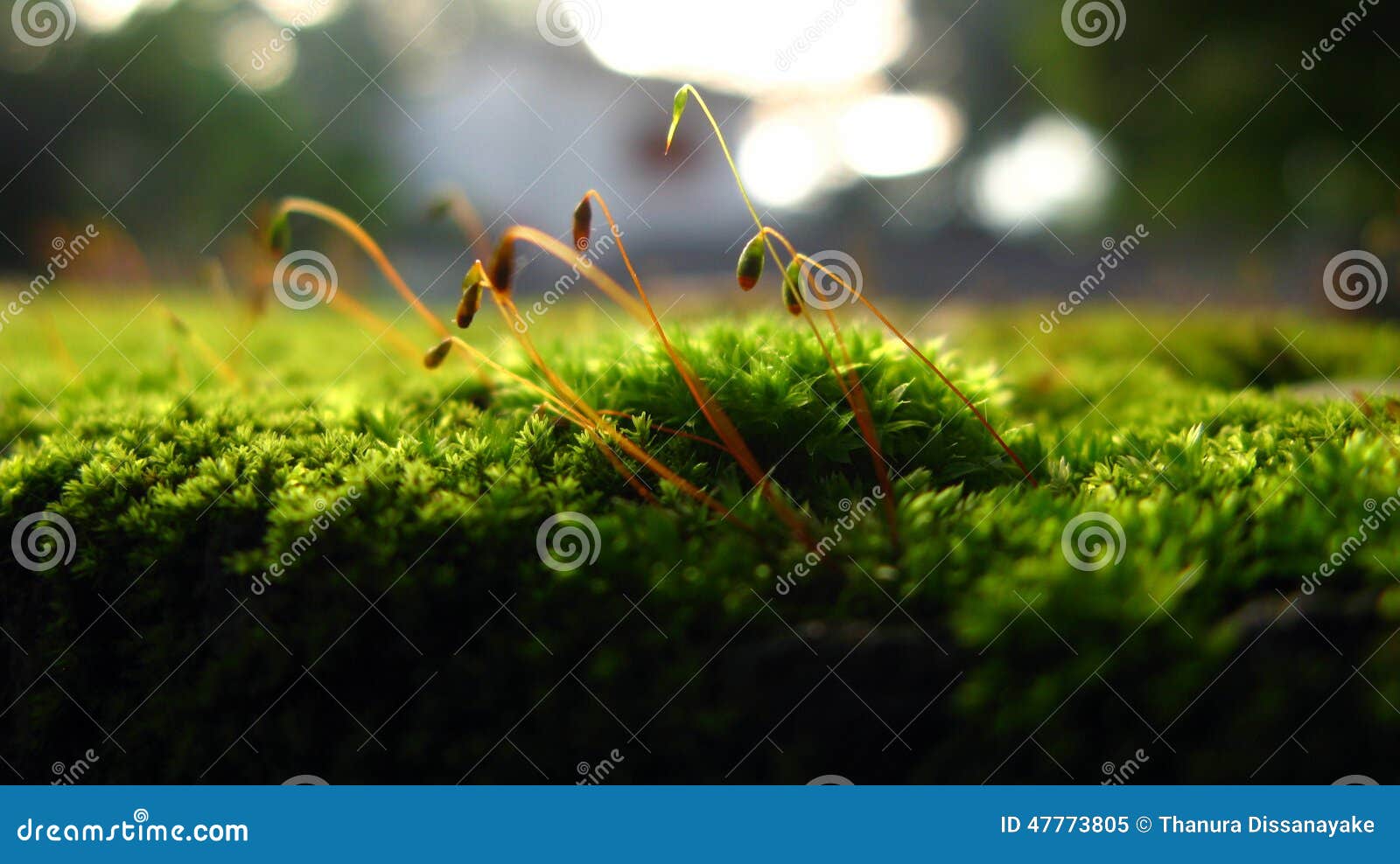 Macro green grass stock image. Image of growing, greenery - 47773805