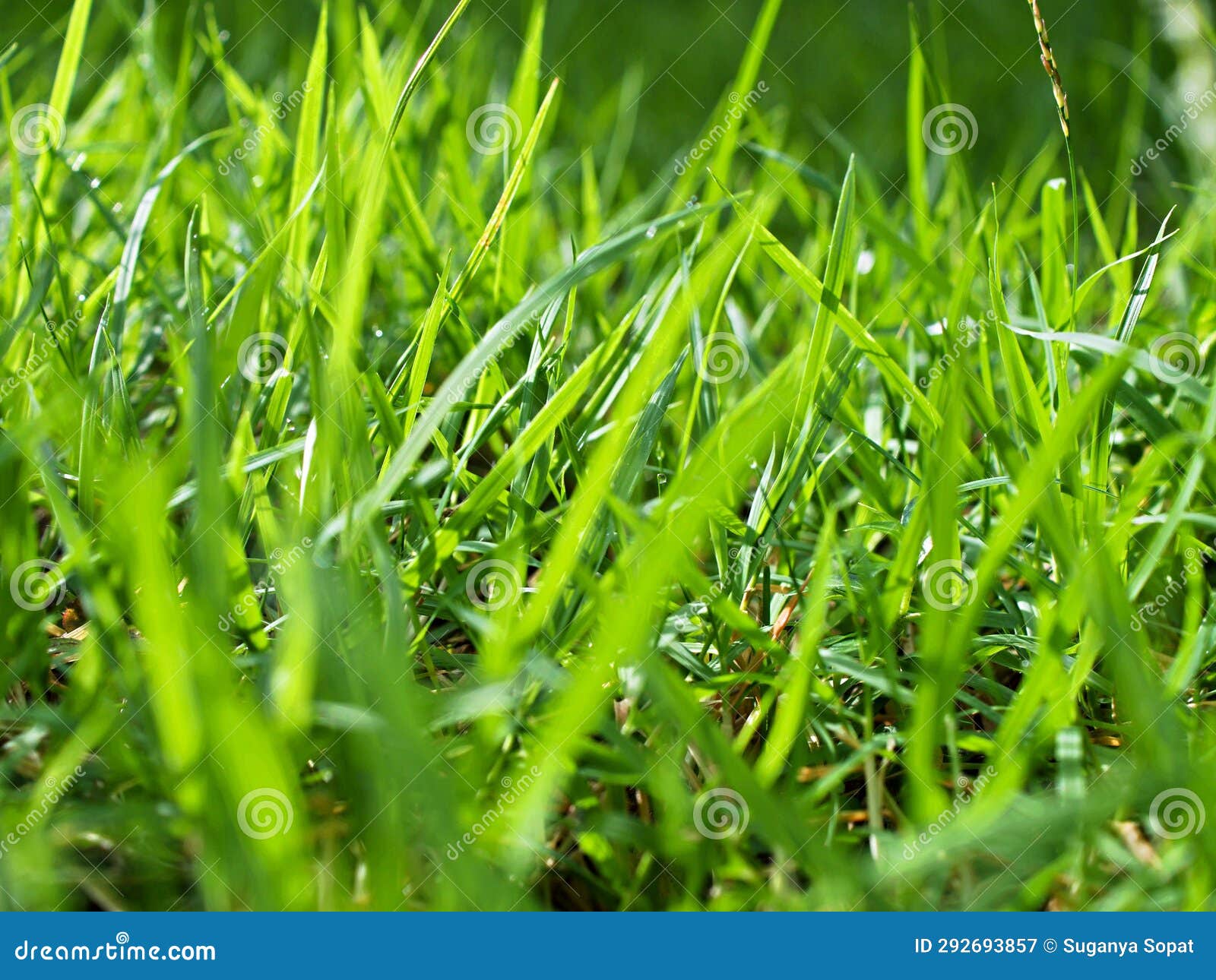 Macro Green Grass with Sunlight Stock Image - Image of bright, prairie ...