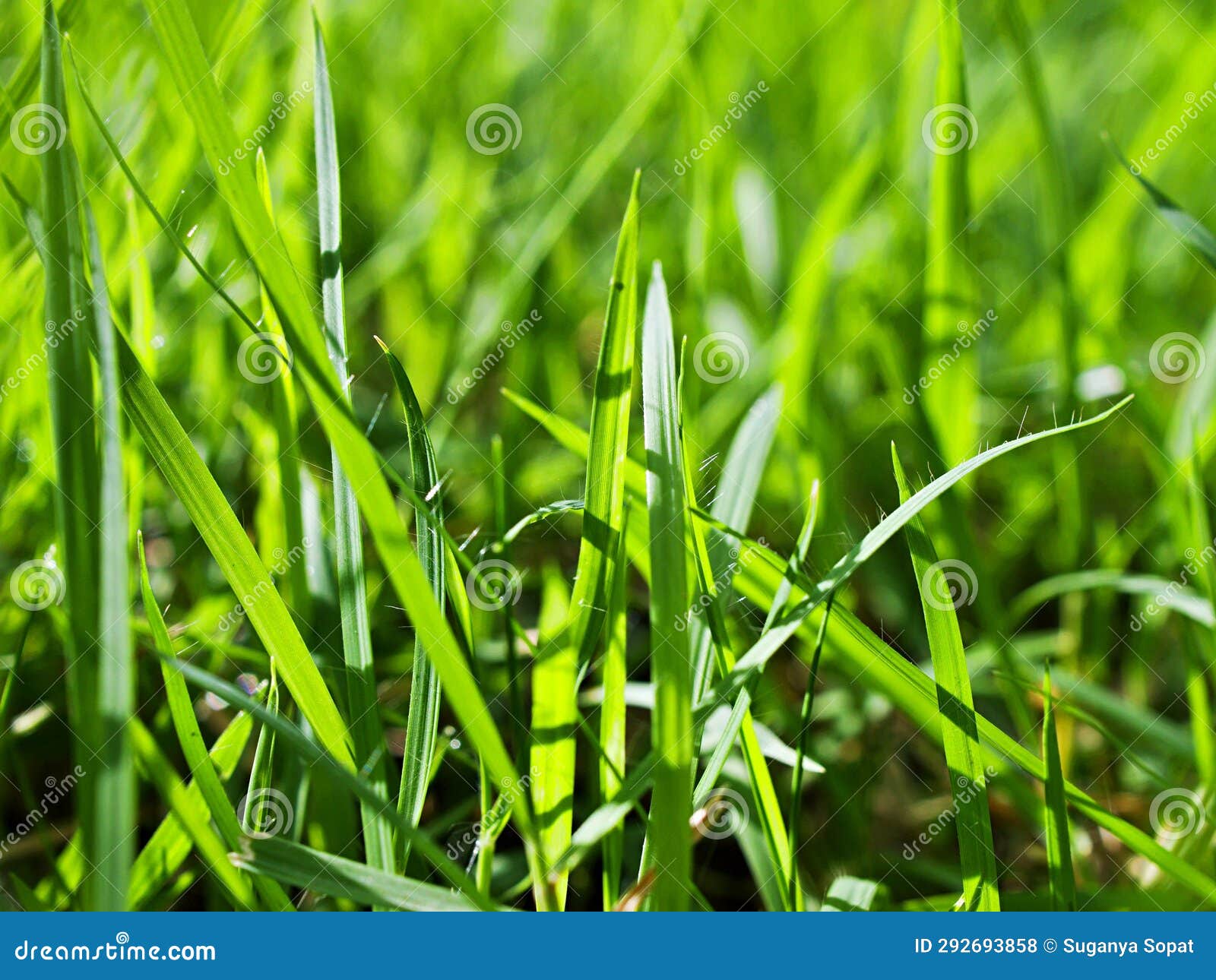Macro Green Grass with Sunlight Stock Photo - Image of bright, moisture ...
