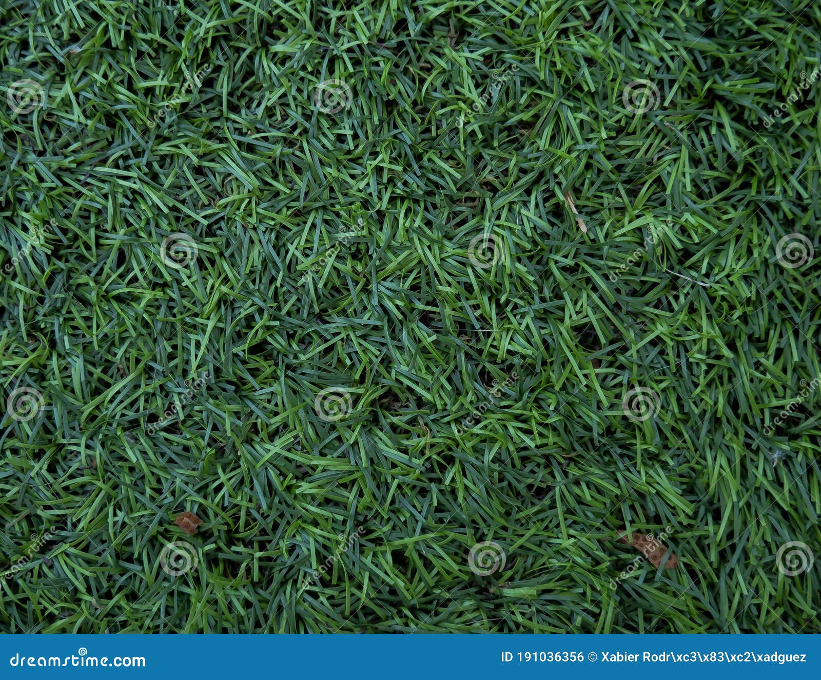 A Macro of Green Grass Texture Stock Photo - Image of texture ...