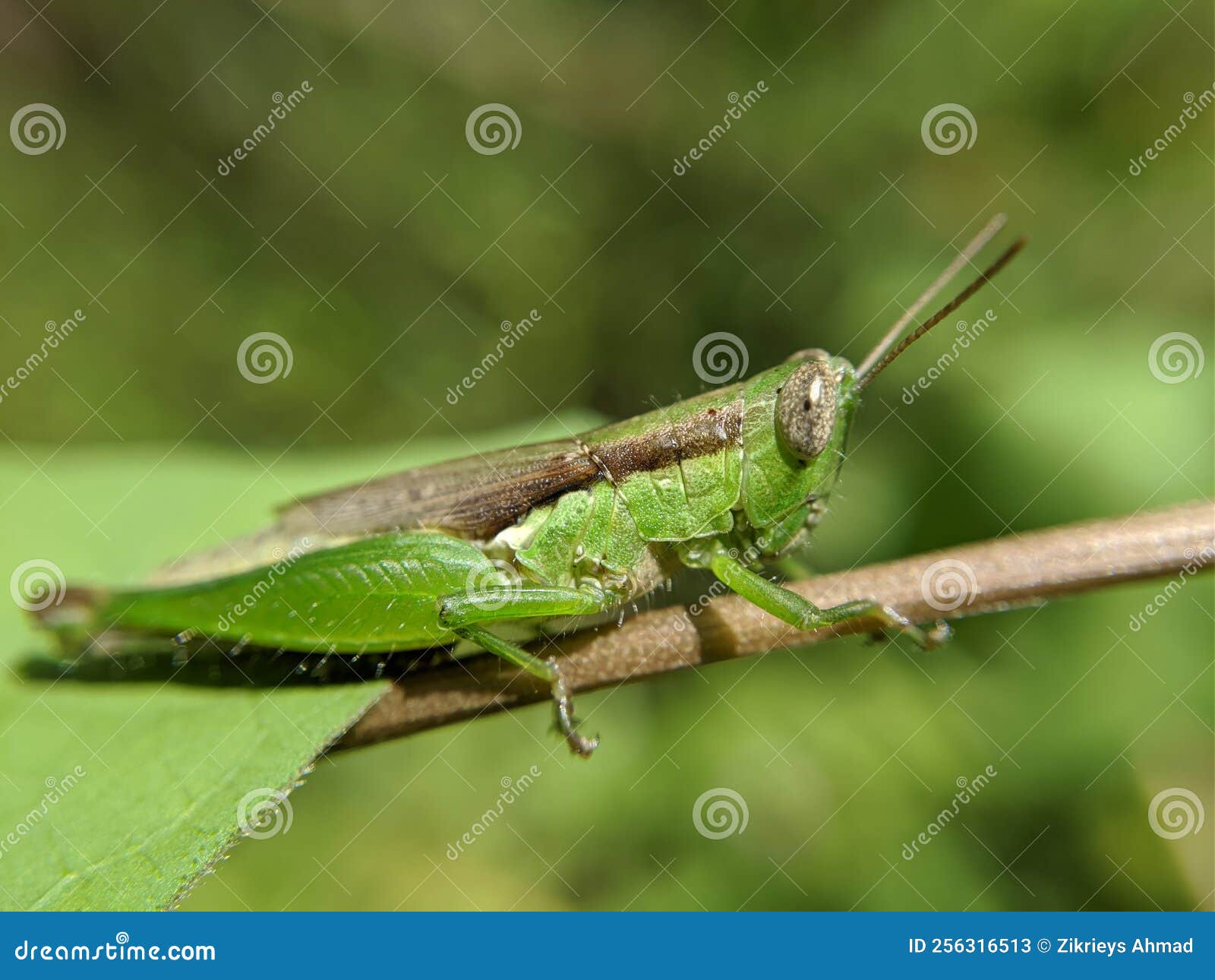 Macro of Green Grasshopper Insect on Plant Stock Image - Image of macro ...