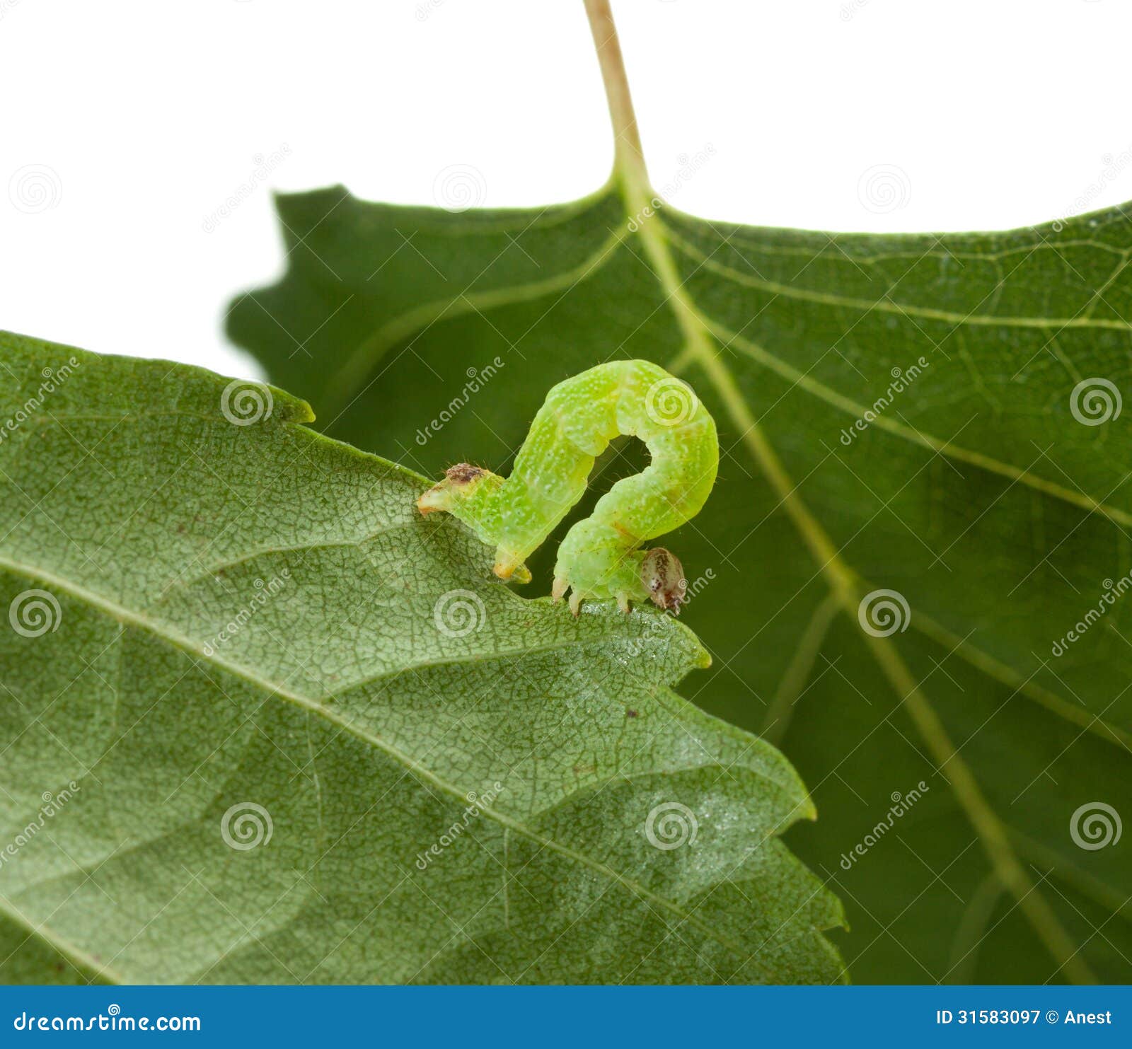 Macro of Green Inchworm on Birch Leaf Stock Image - Image of white ...