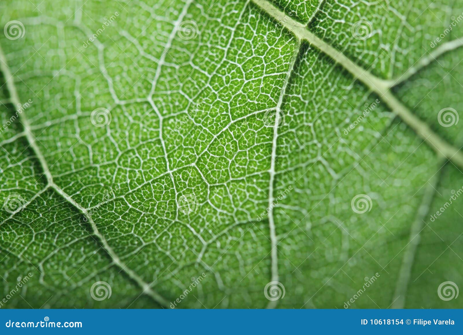 Macro of a green leaf stock photo. Image of light, bright - 10618154
