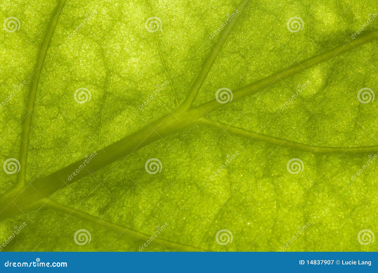 Macro of a green leaf stock image. Image of foliage, beautiful - 14837907