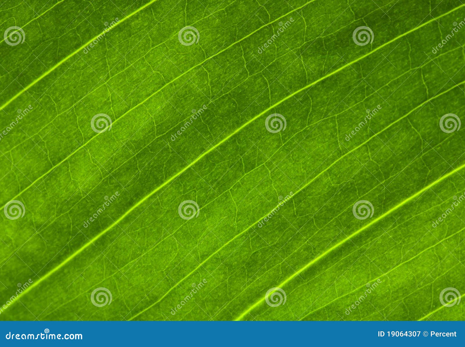 Macro of green leaf stock image. Image of clean, macro - 19064307