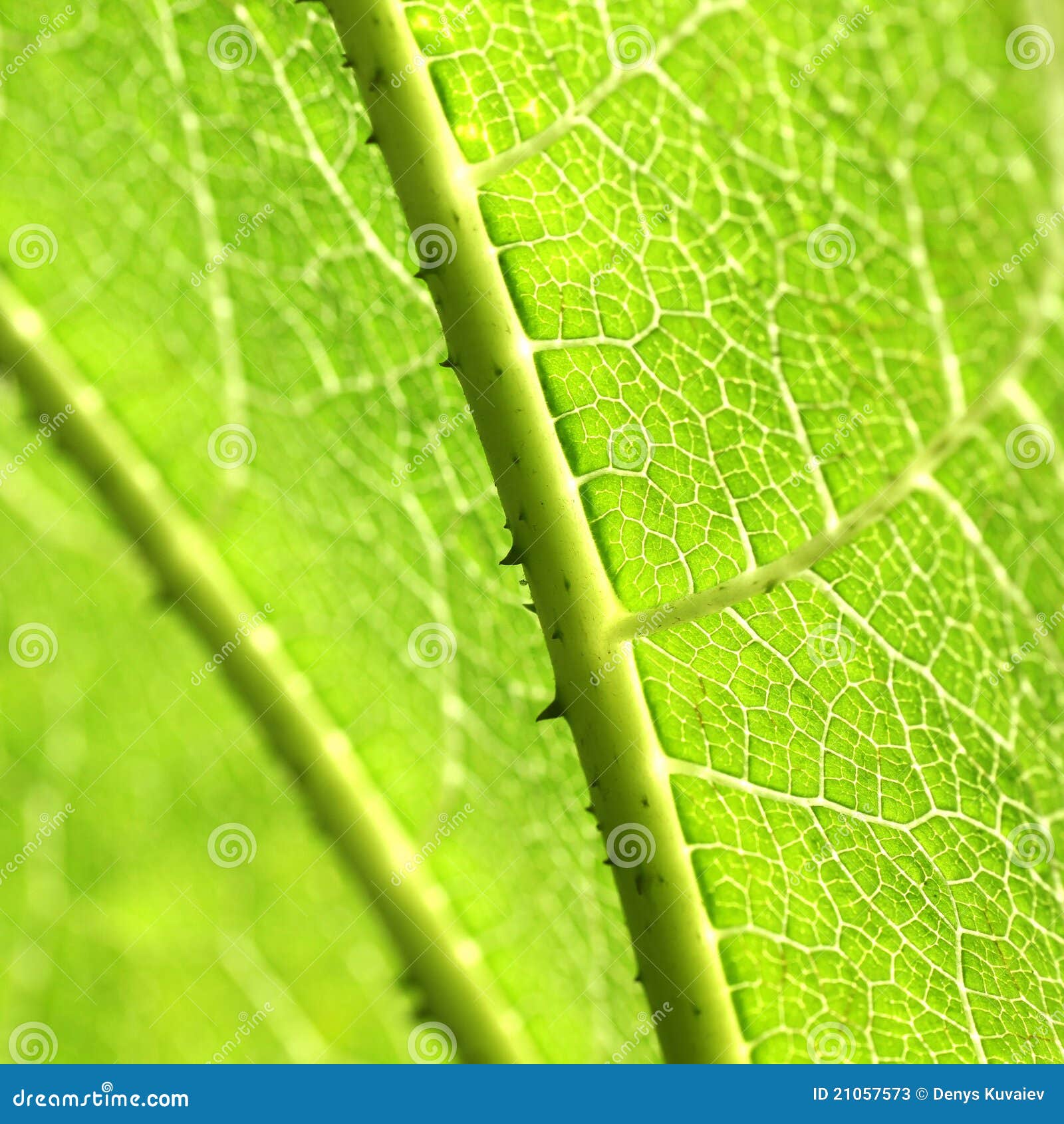 Macro of green leaf stock image. Image of grow, conservation - 21057573