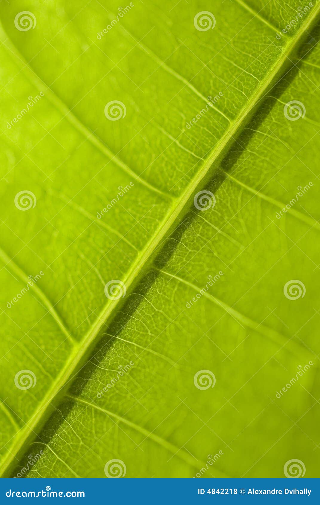 Macro green leaf stock photo. Image of waterdrops, spring - 4842218