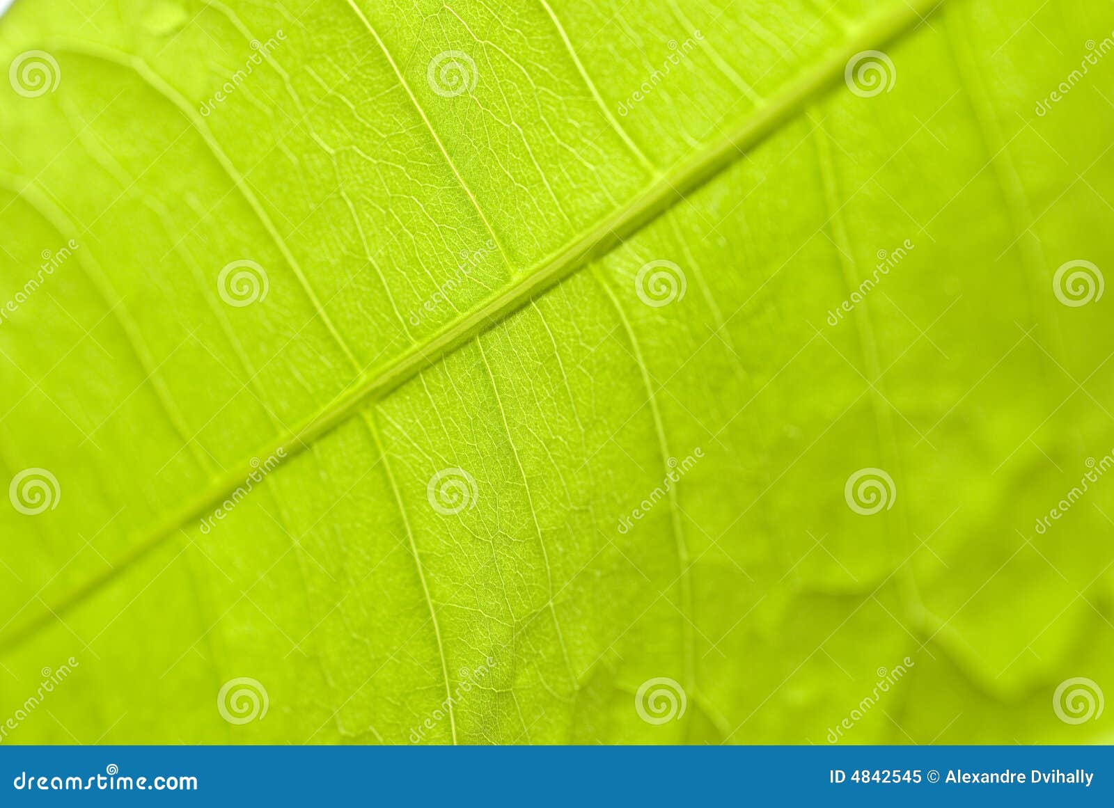 Macro green leaf stock image. Image of colorful, season - 4842545