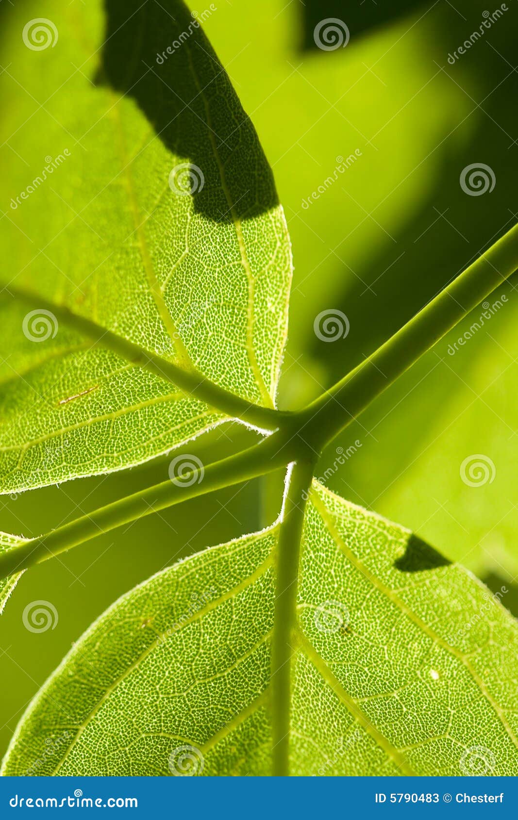 Macro Green Leaf Background Stock Image - Image of fresh, botany: 5790483