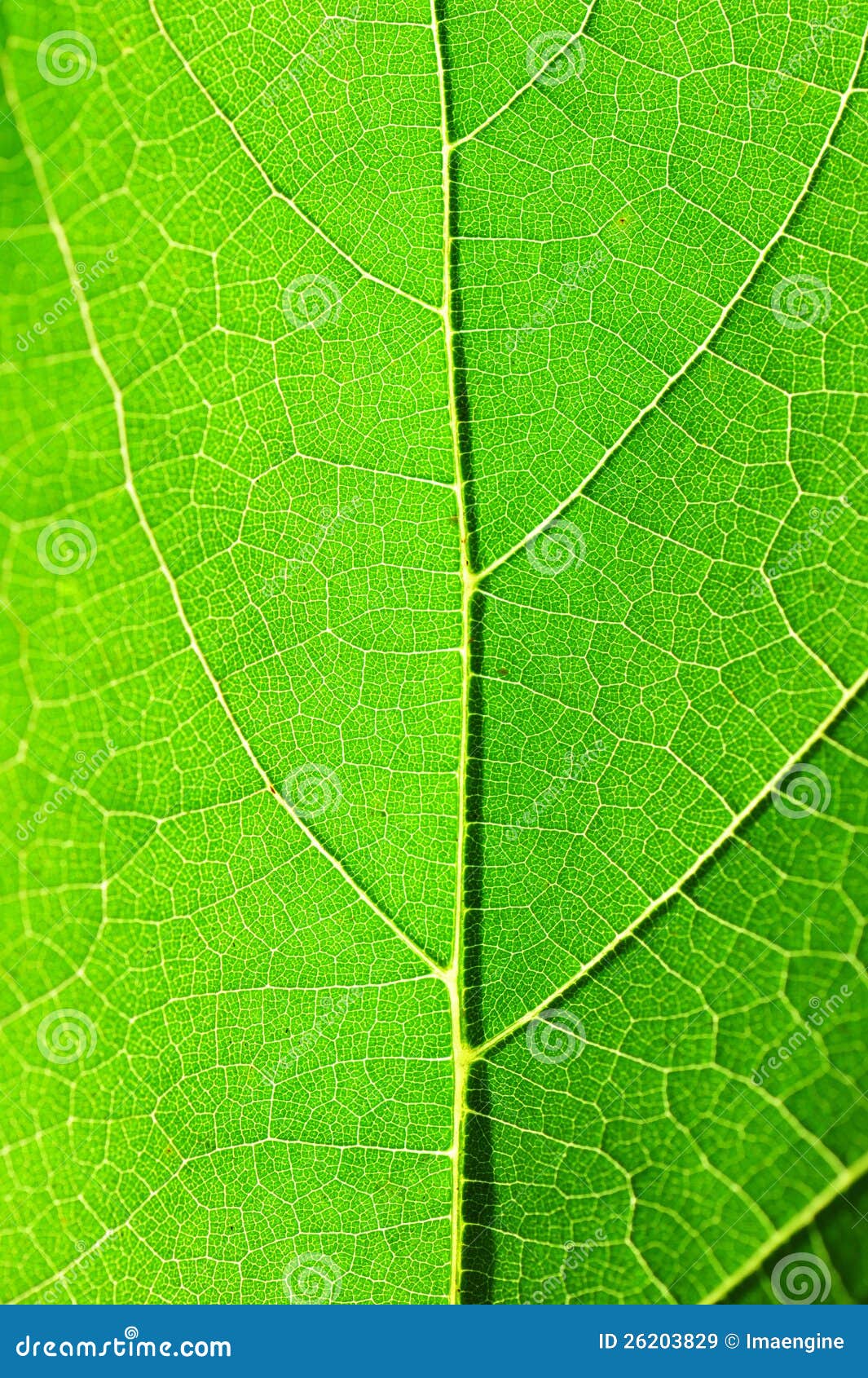 Macro Green Leaf - Life Flow Stock Image - Image of botanics, imaengine ...