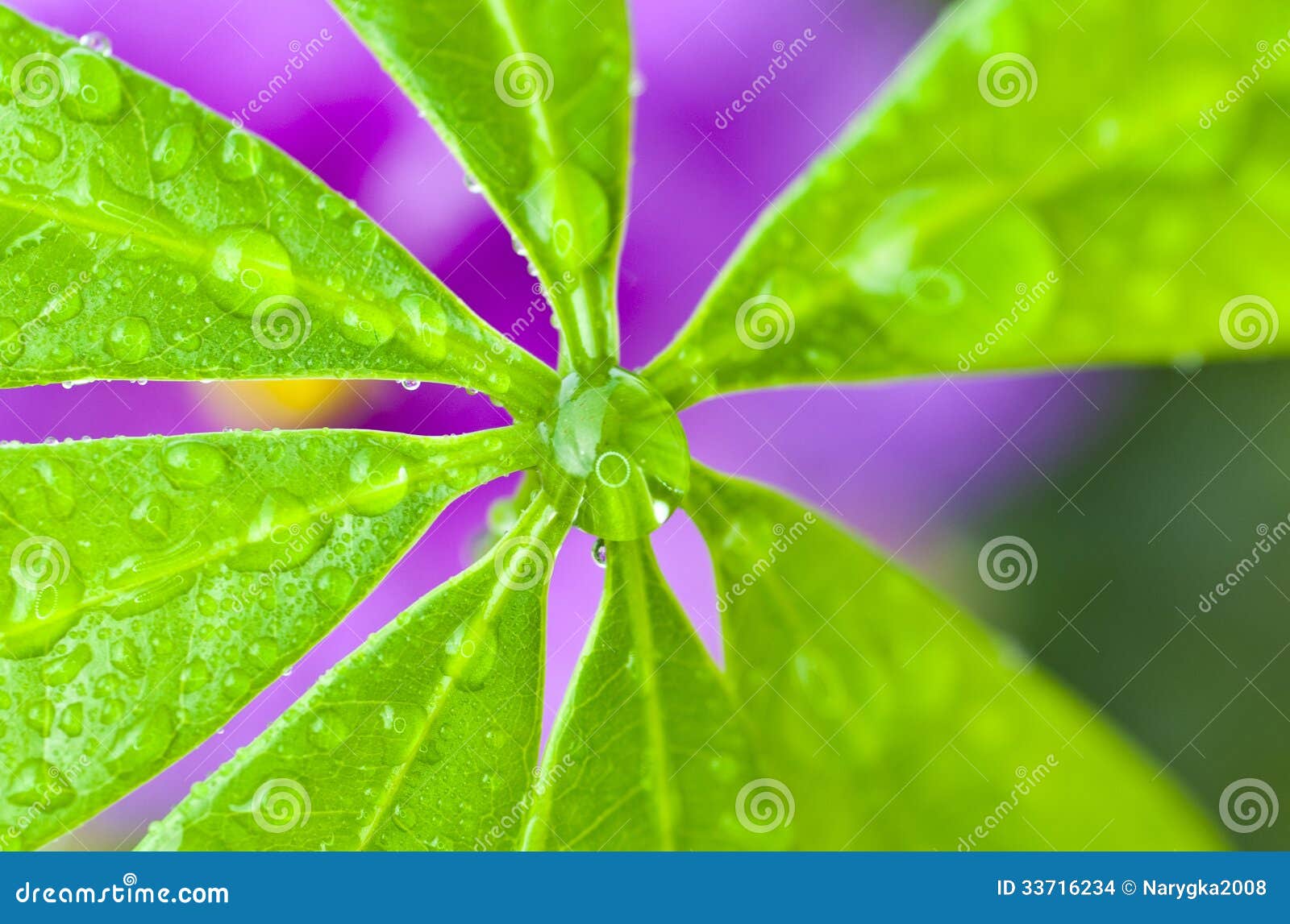 Macro of a green leaf stock photo. Image of single, environment - 33716234