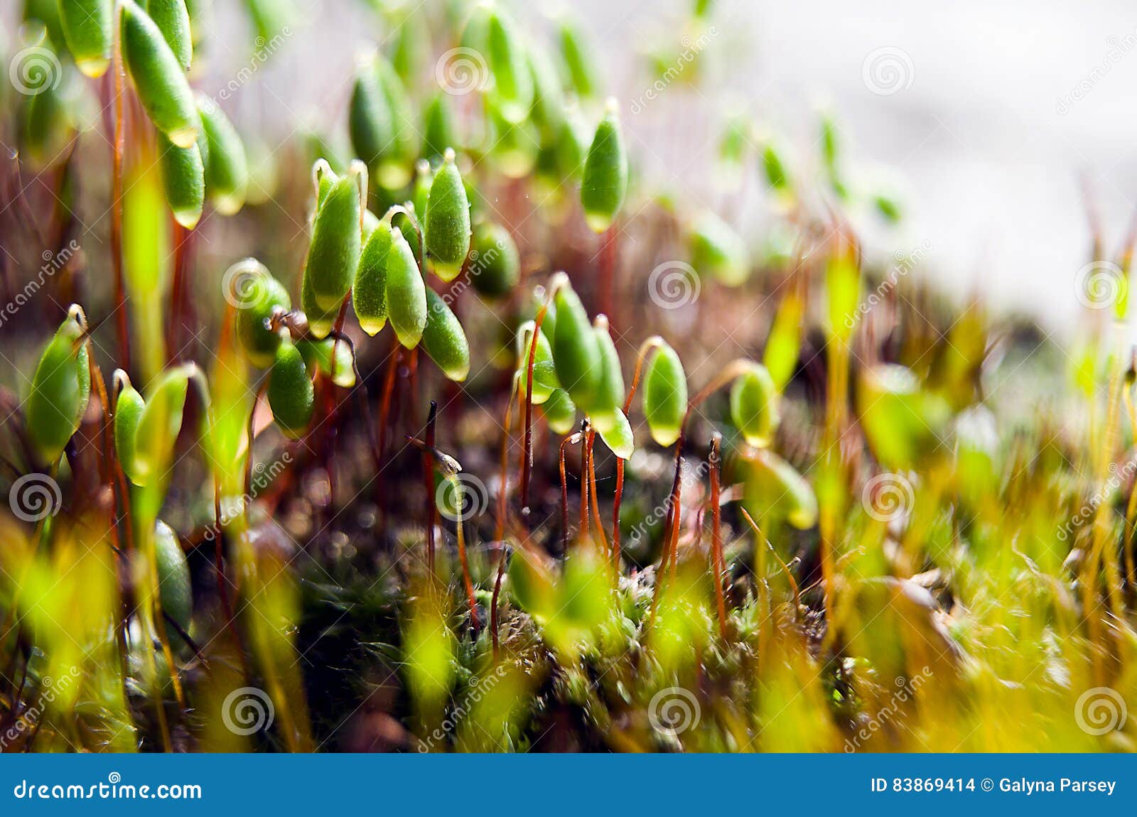 Macro green moss stock photo. Image of background, decorative - 83869414