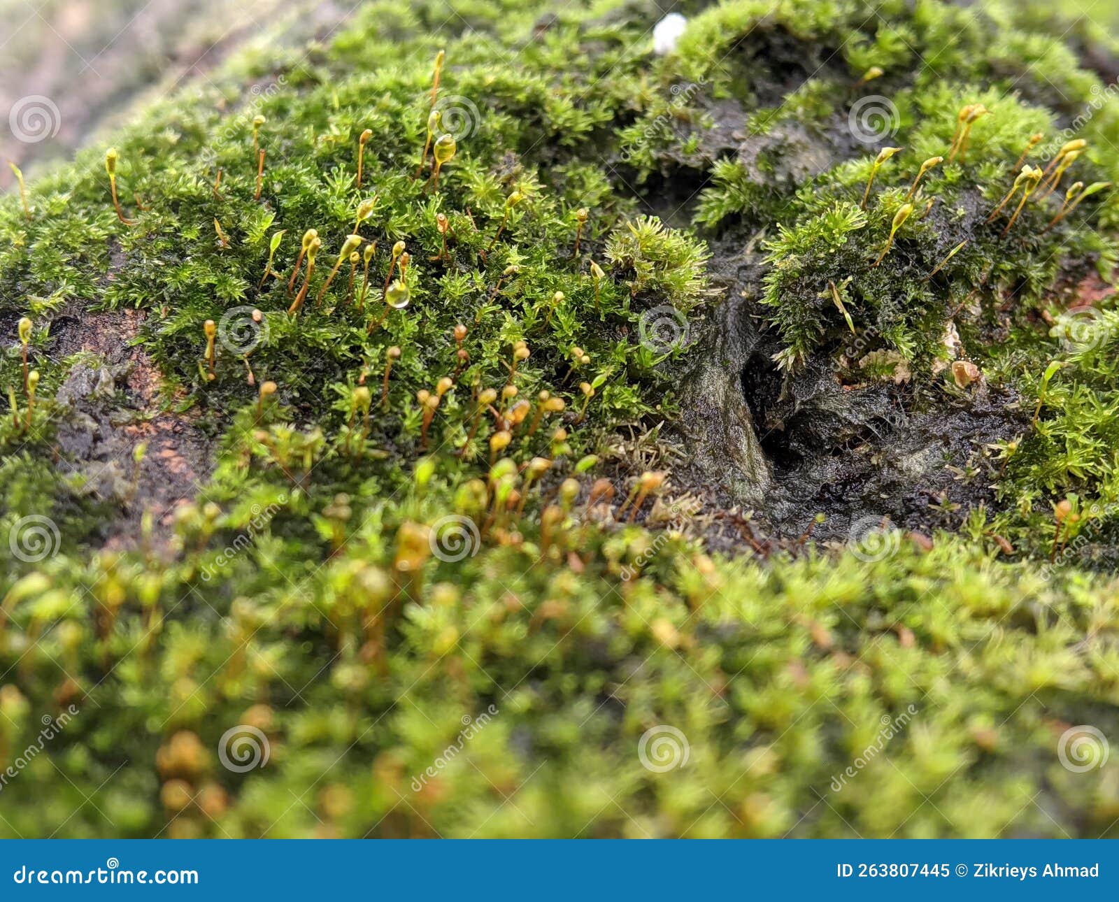 Macro of Green Moss Texture Stock Image - Image of macro, texture ...