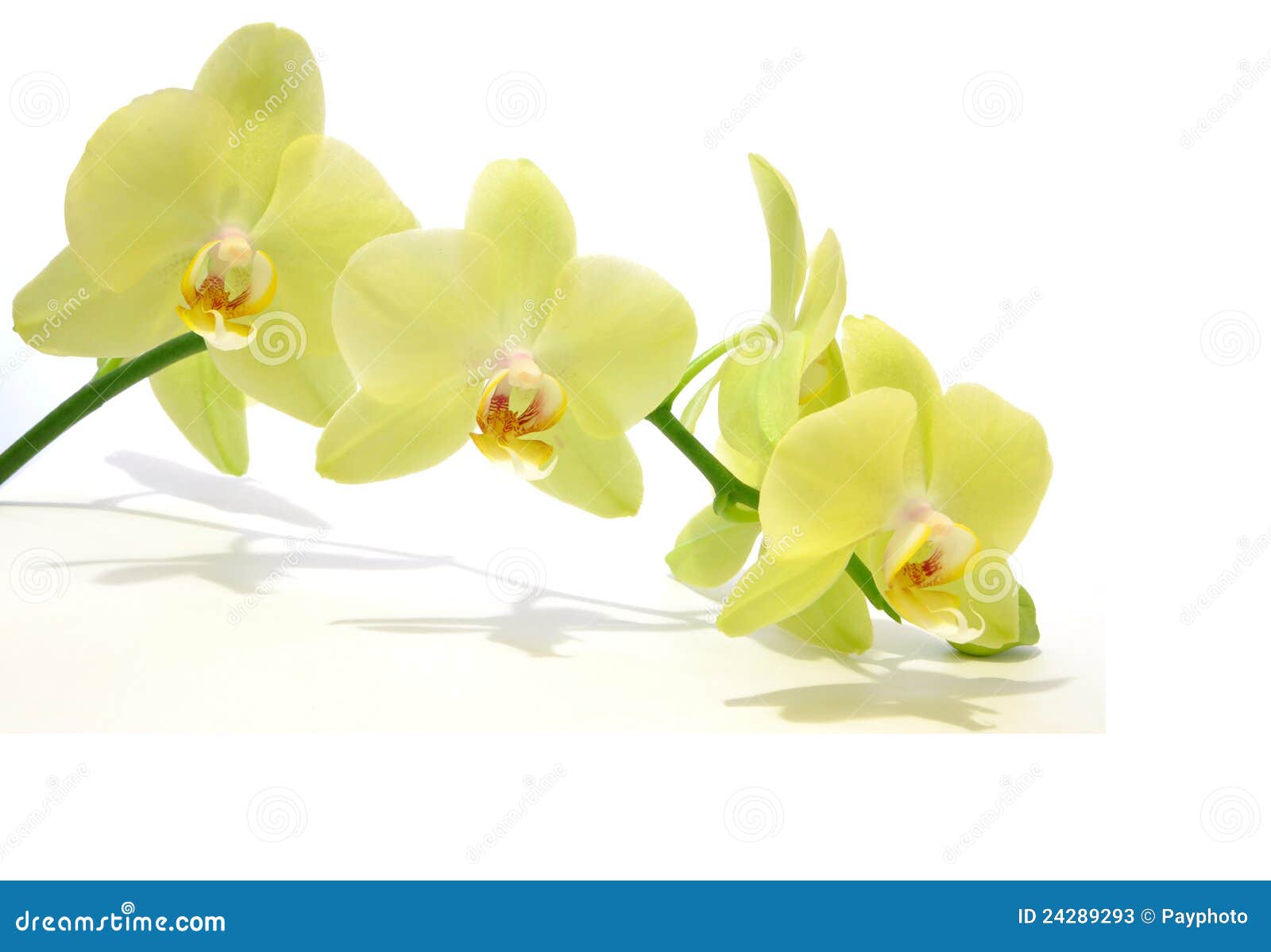Green Orchid Leaves On Color Background Stock Photo | CartoonDealer.com ...