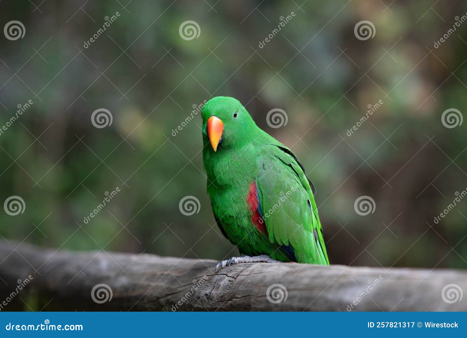 Macro of a Green Parrot on a Tree Branch Stock Image - Image of beak ...