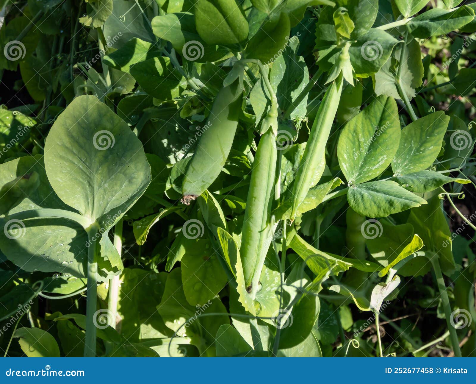 Macro of Green Pea Pods Growing and Maturing Peas on Plant with Green ...