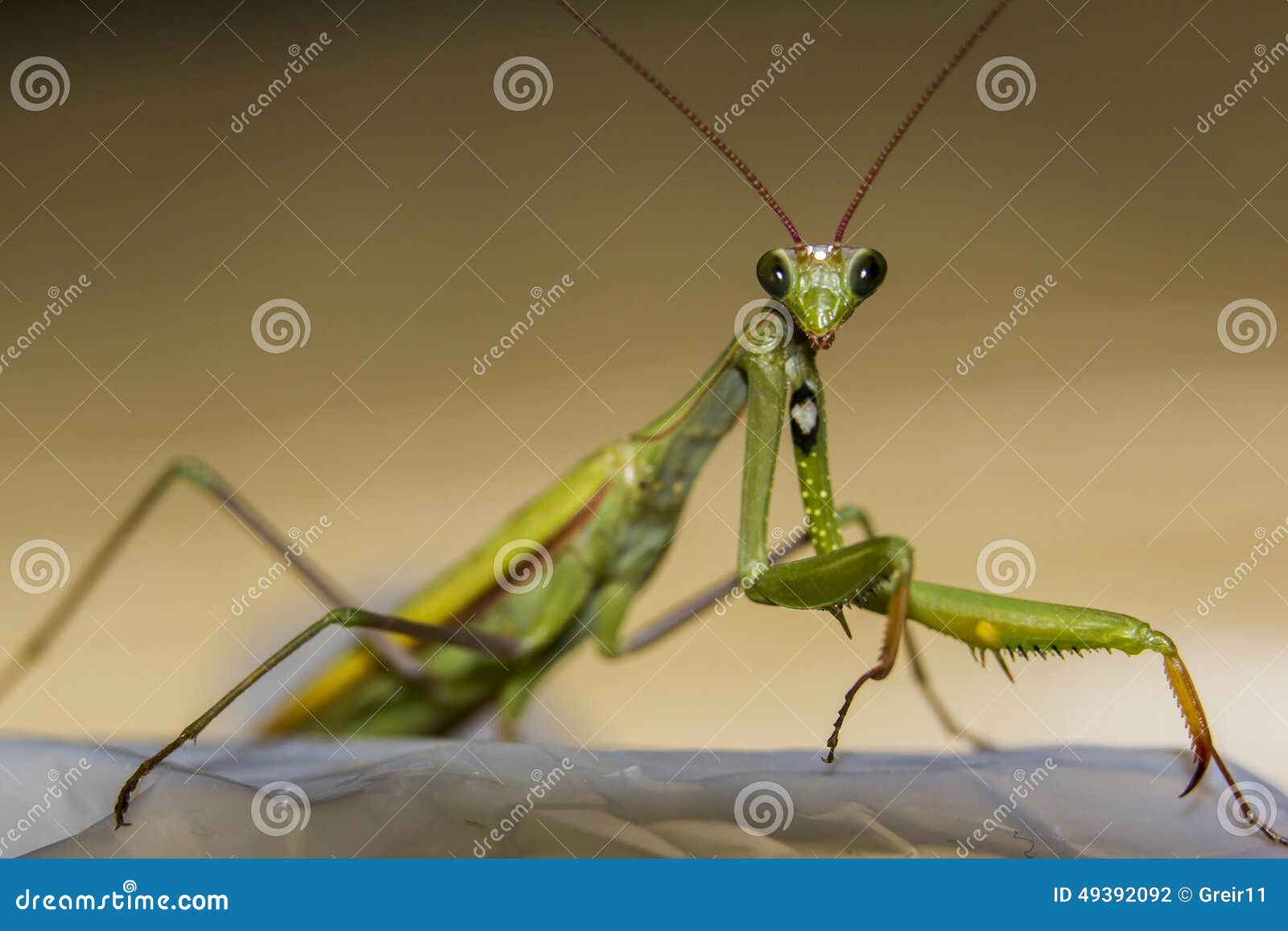 Macro Green Praying Mantis Seen from Front Stock Photo - Image of built ...
