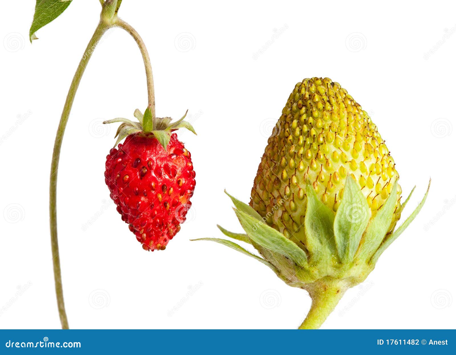 Macro of Green and Ripe Strawberry Stock Photo - Image of ripe ...