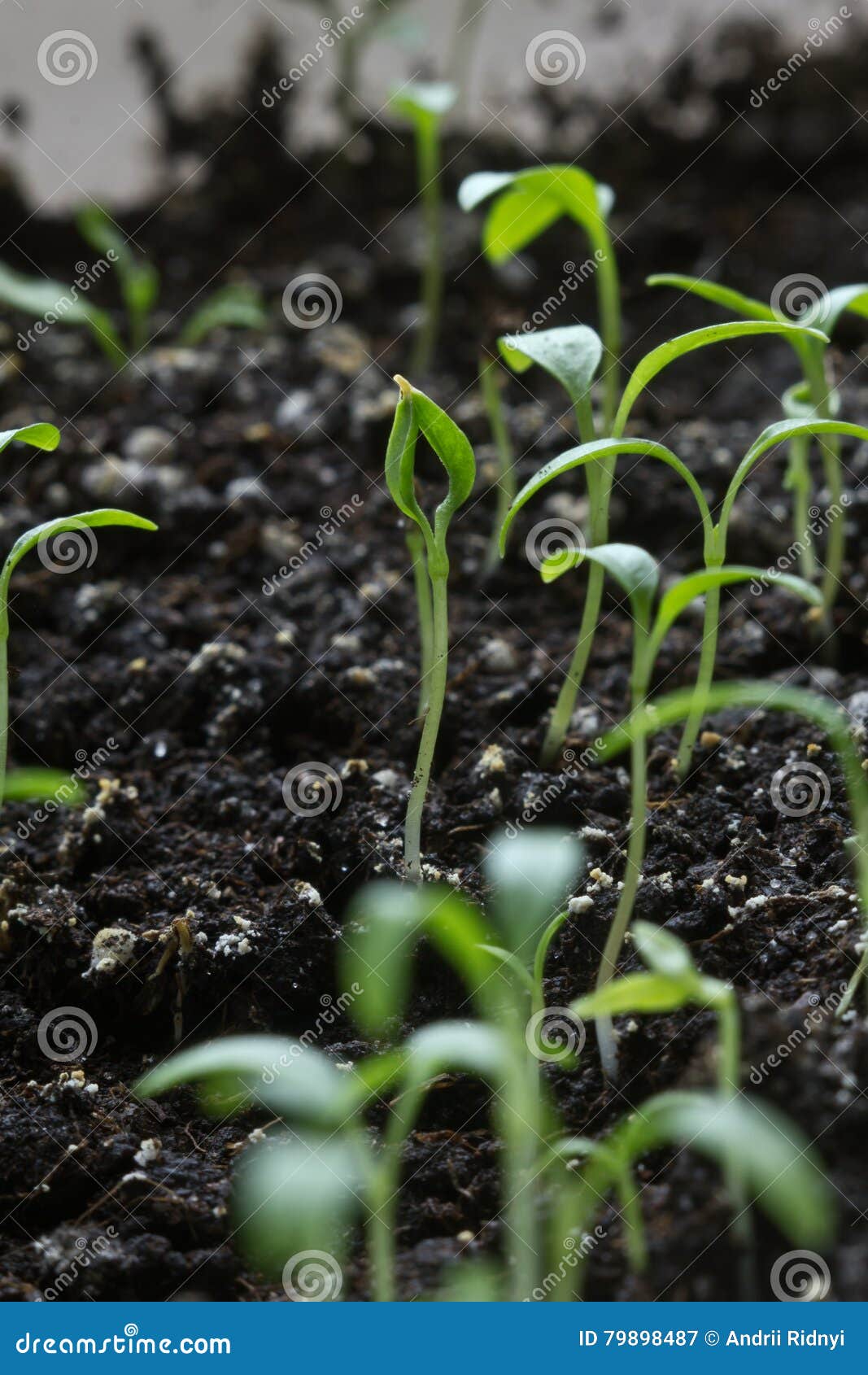 Macro Green Shoots Young Grass Stock Image - Image of plant, field ...