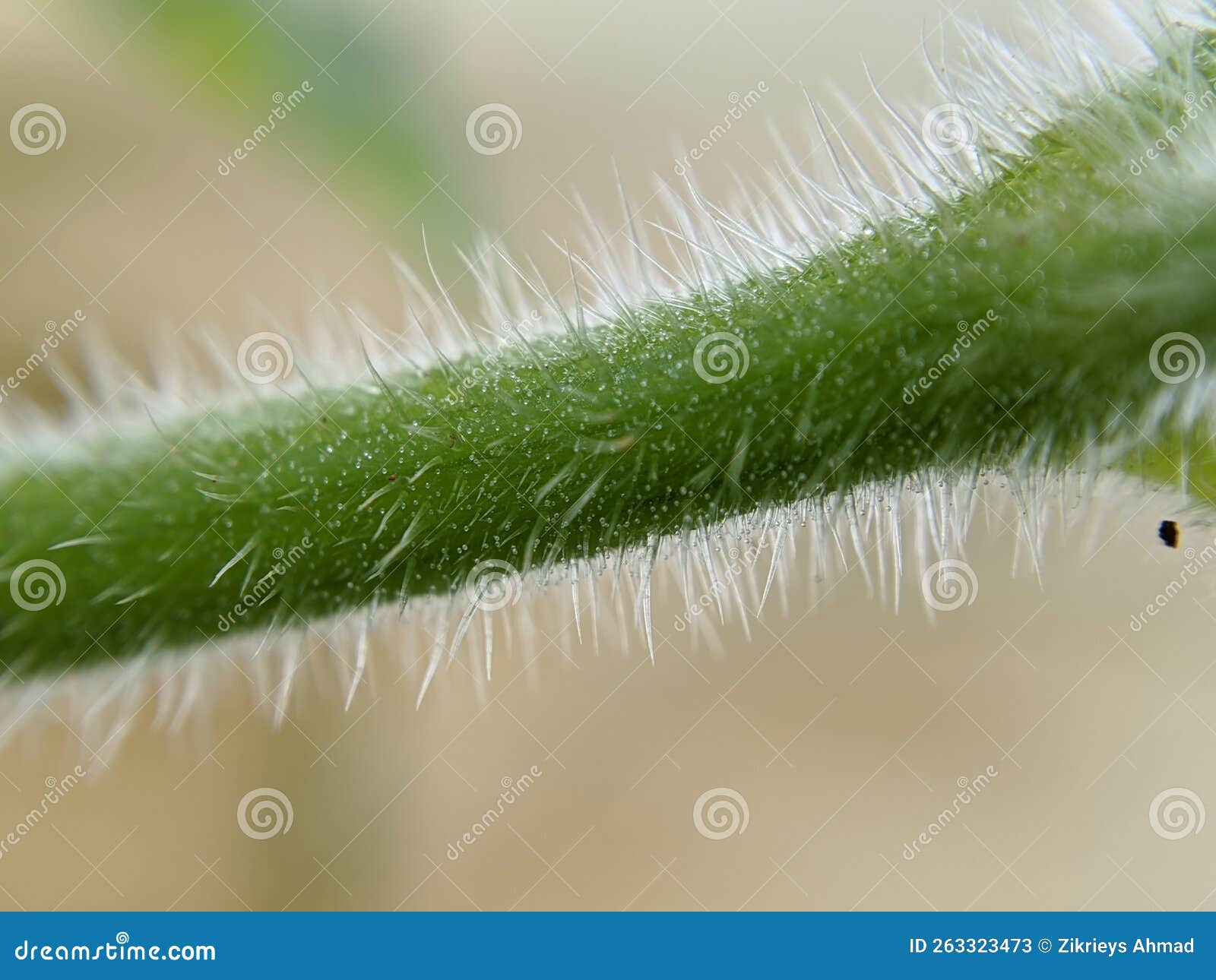 Macro of Green Stem Plant Texture Stock Image - Image of grass, petal ...