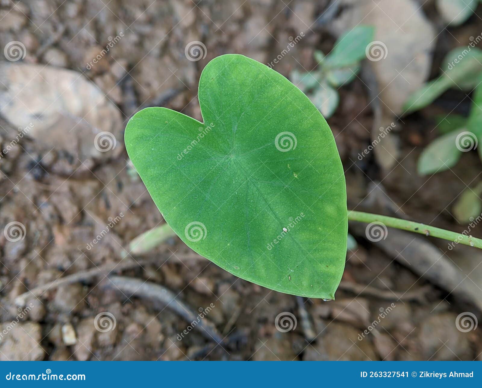 Macro of Green Taro Leaves Texture Stock Image - Image of herb, shrub ...
