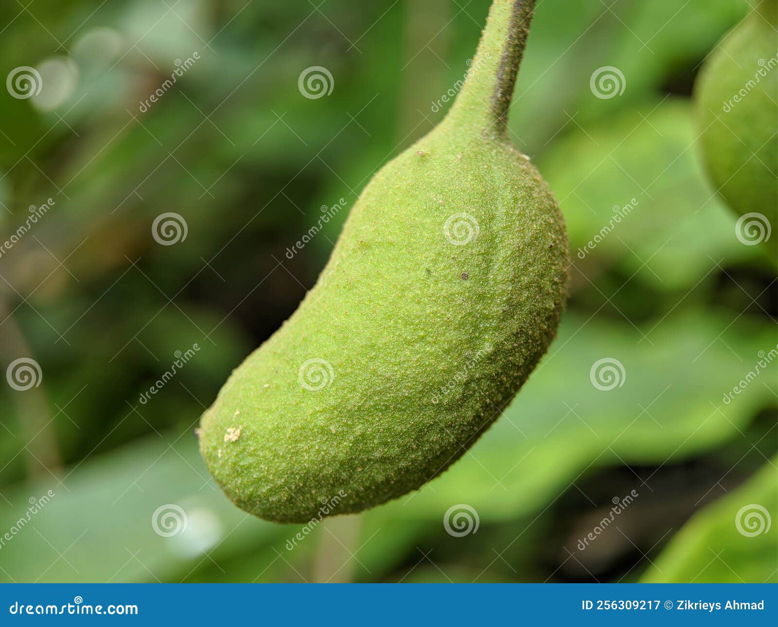 Macro of Green Uvaria Rufa Blume Fruit Stock Image - Image of uvaria ...