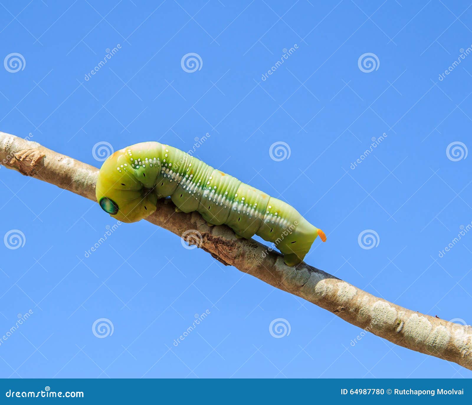 Macro Green Worm on the Tree Branch Stock Photo - Image of attractive ...