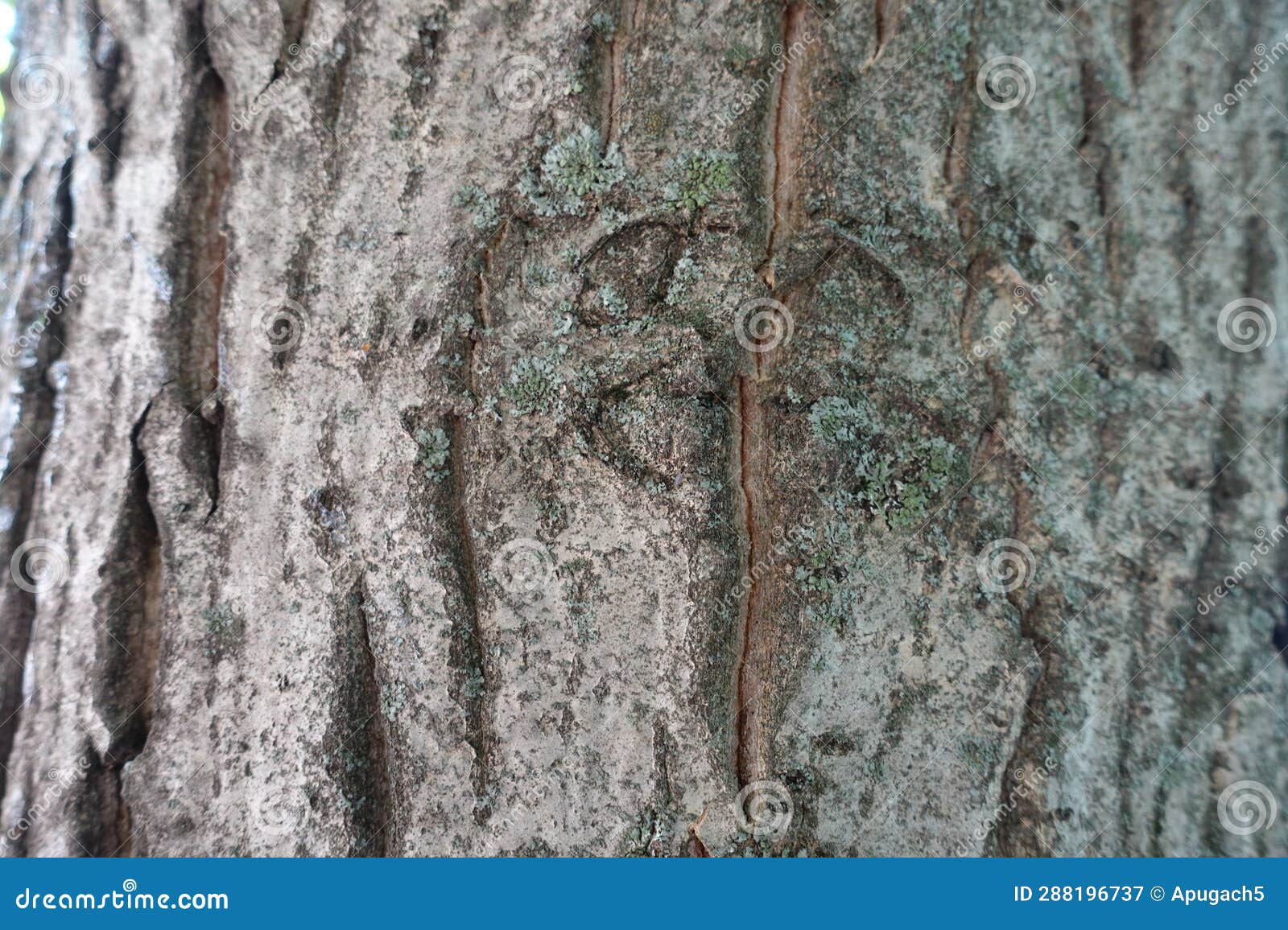 Macro of Gray Nark of Persian Walnut Tree Stock Image - Image of ...
