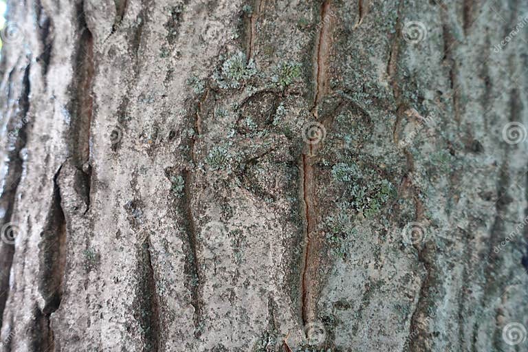 Macro of Gray Nark of Persian Walnut Tree Stock Image - Image of ...