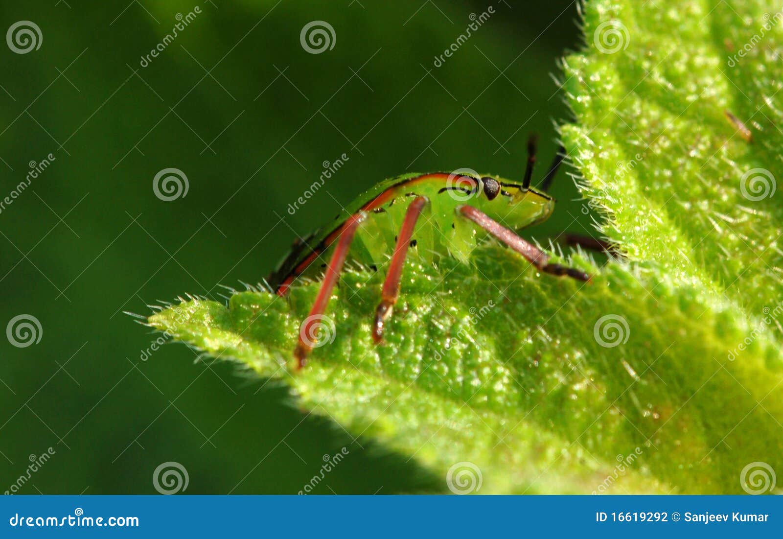 Macro groene kever stock foto. Image of macro, instelling - 16619292