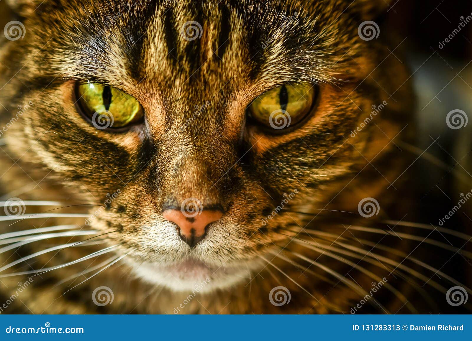 Macro of a Grumpy Tabby Domestic Cat Stock Image - Image of macro ...