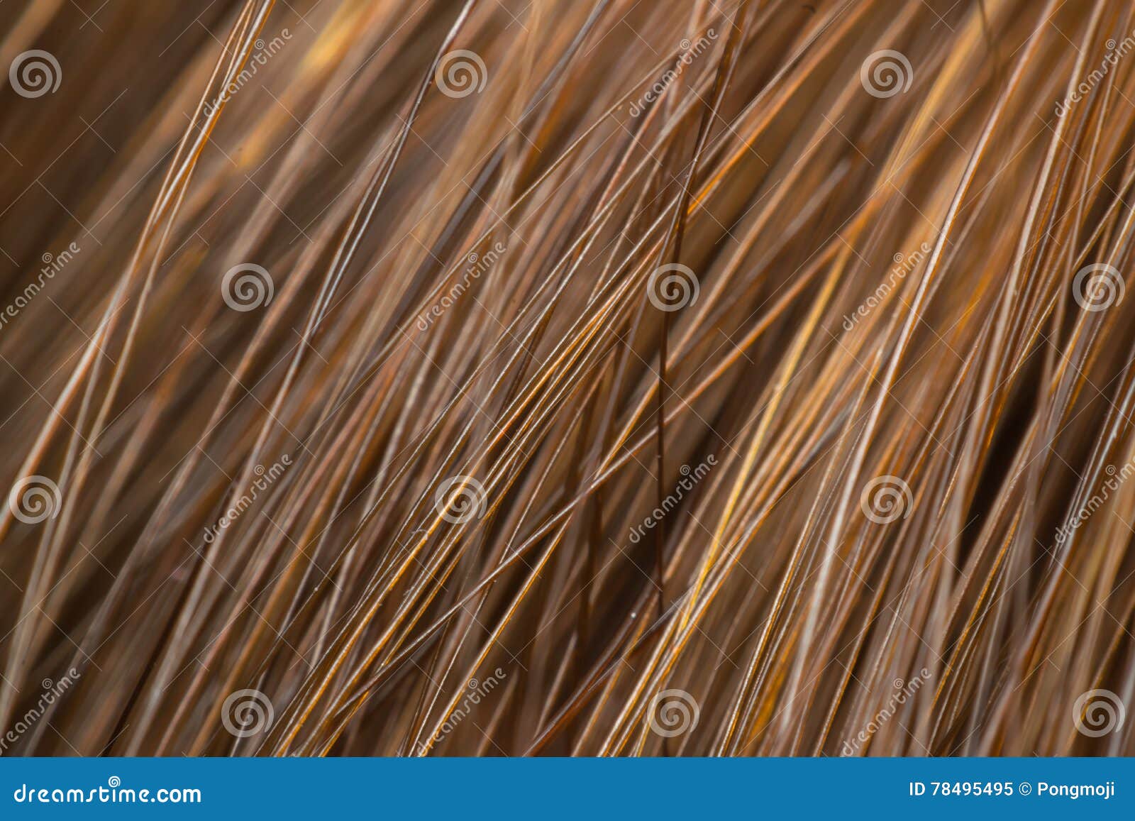 Macro of Hair Highlights Brown Stock Image - Image of beauty, abstract ...