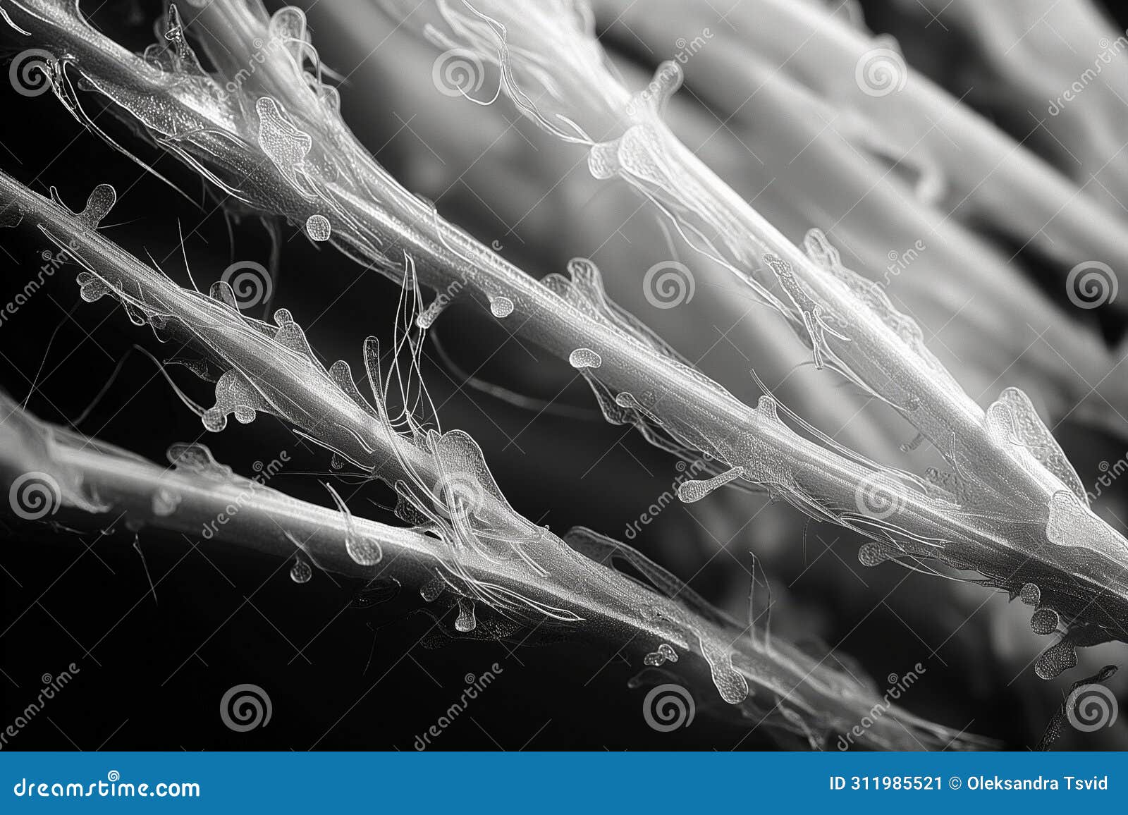 Macro of Hair Structure, Structure of Human Hair in an Electron ...