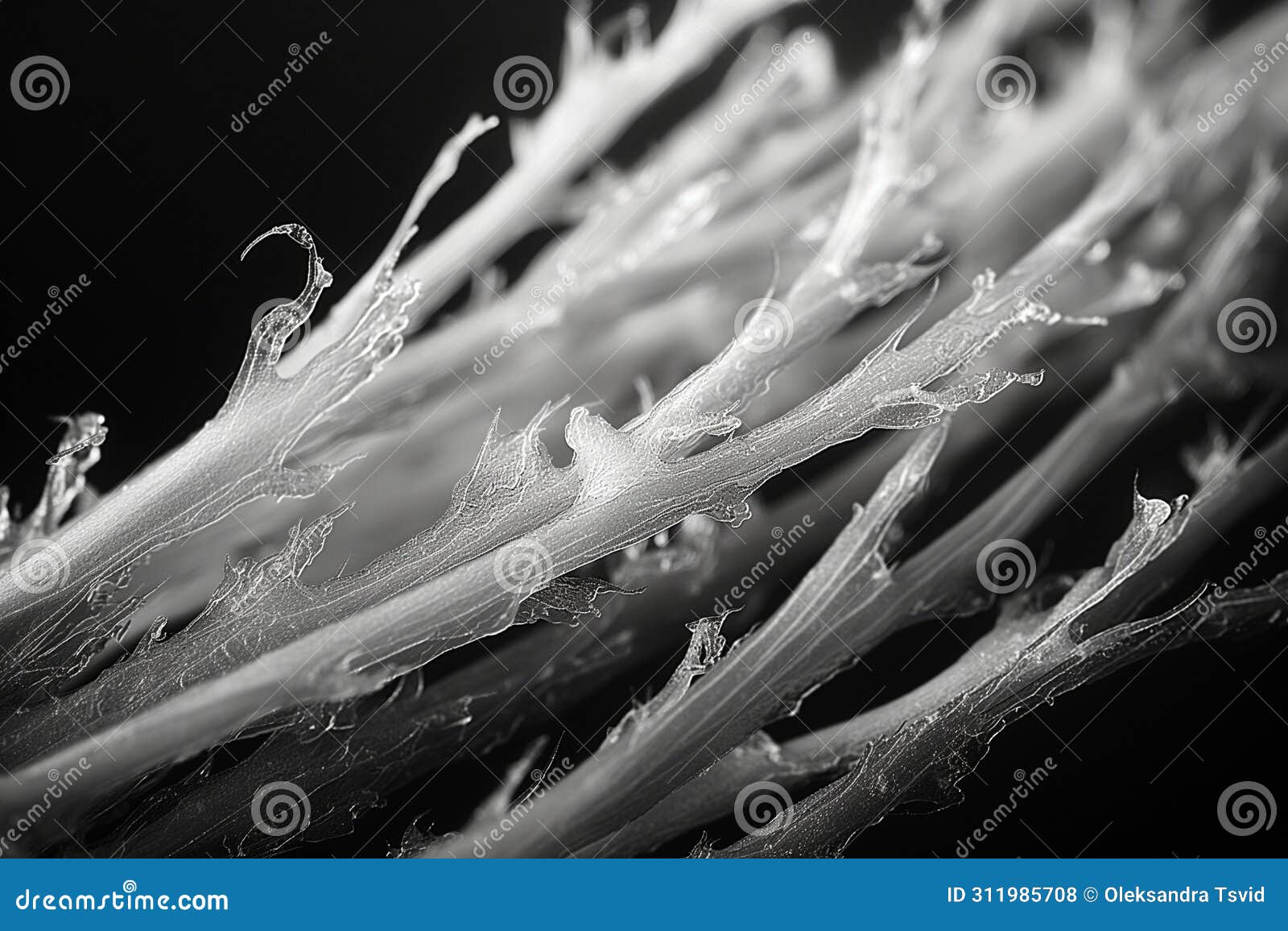 Macro of Hair Structure, Structure of Human Hair in an Electron ...