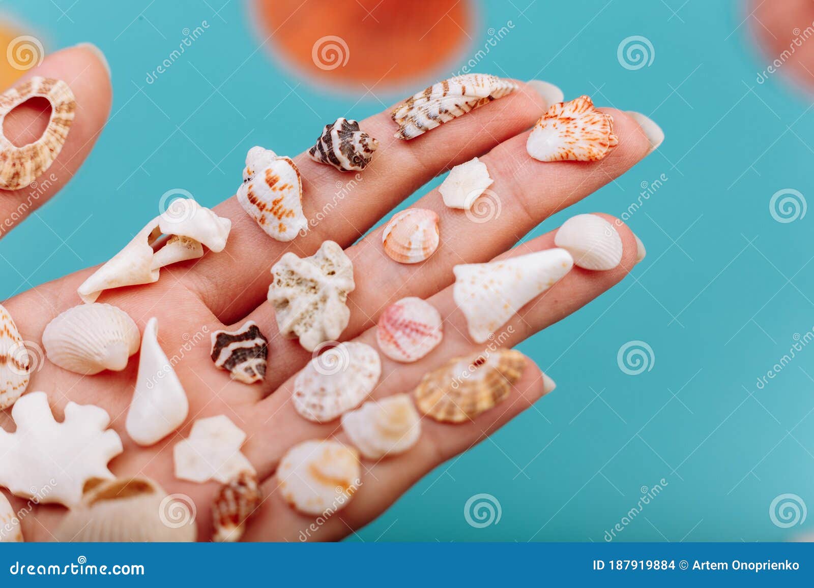 Macro of Hand Holding Different Kinds of Seashells, Corals in Front of ...