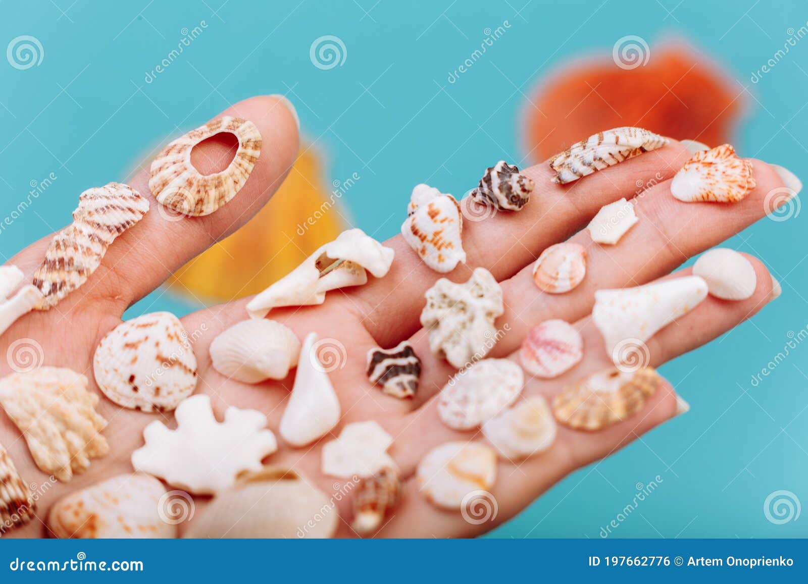 Macro of Hand Holding Different Kinds of Seashells, Corals in Front of ...