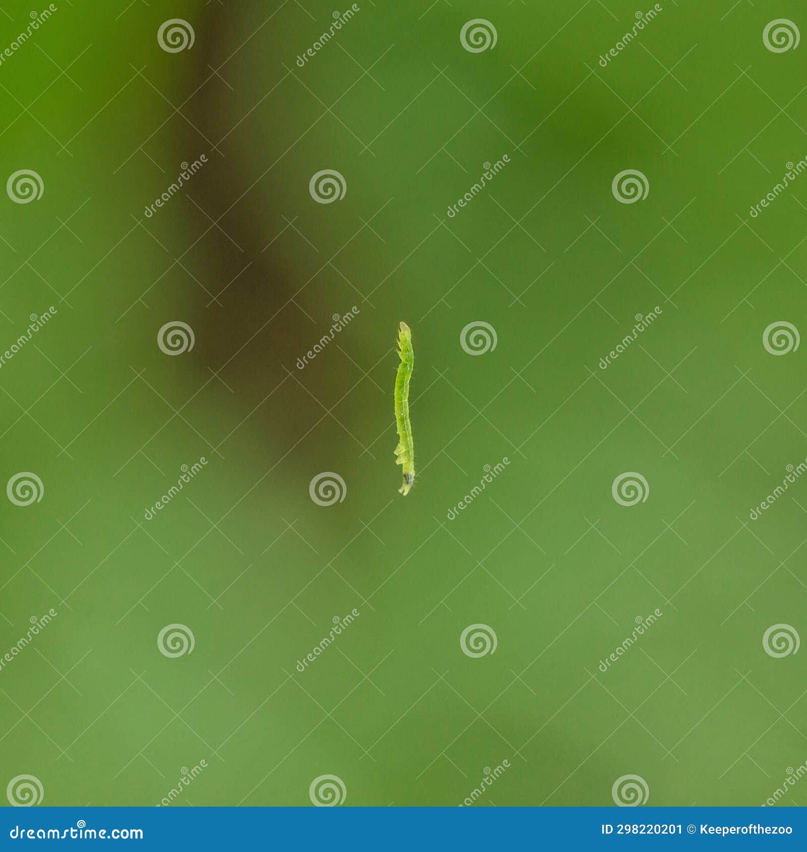 Macro of a Hanging Inch Worm Stock Image - Image of caterpillar, tiny ...